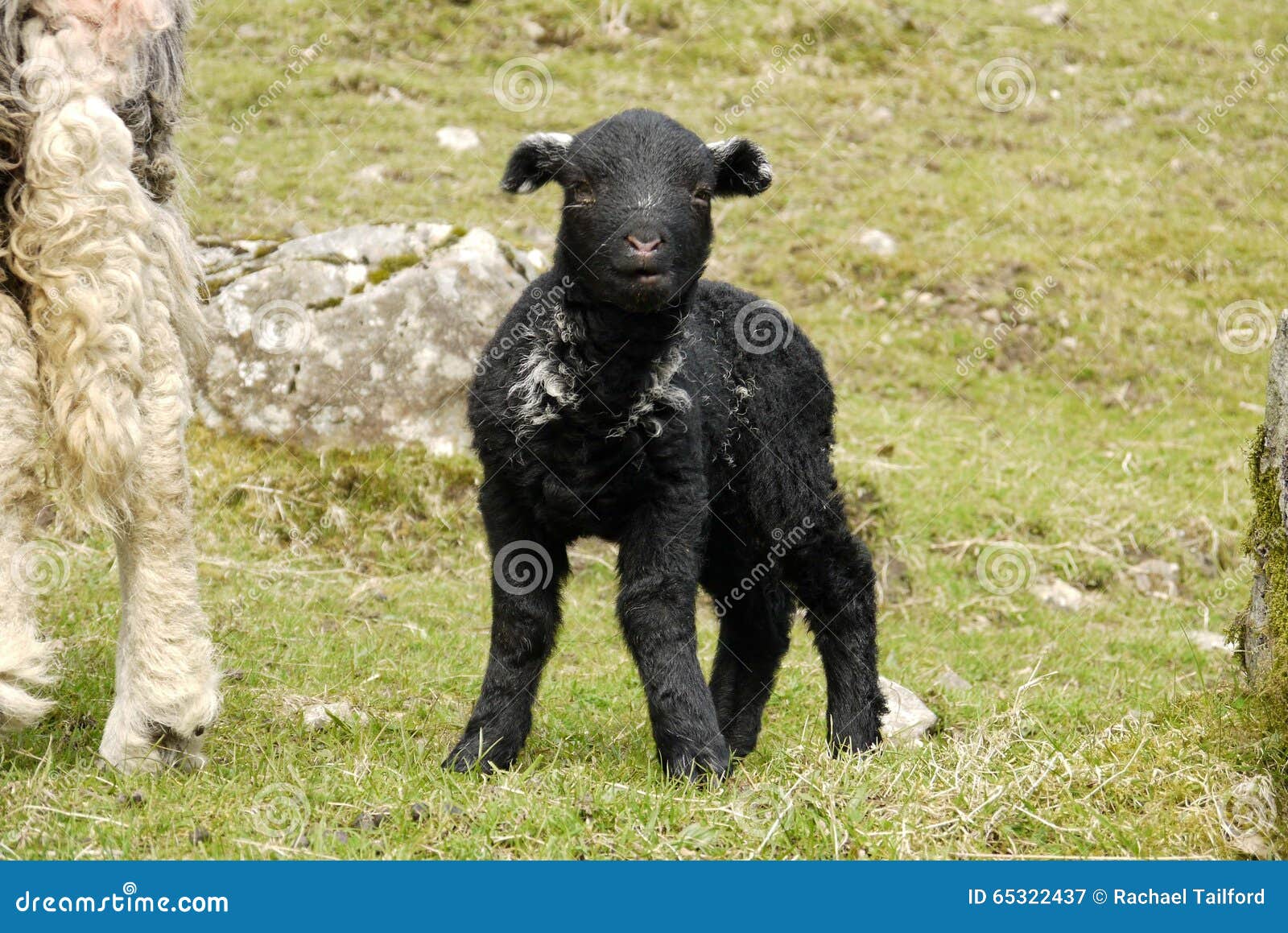 Black lamb stock image. Image of lamb, nature, baby, farm - 65322437