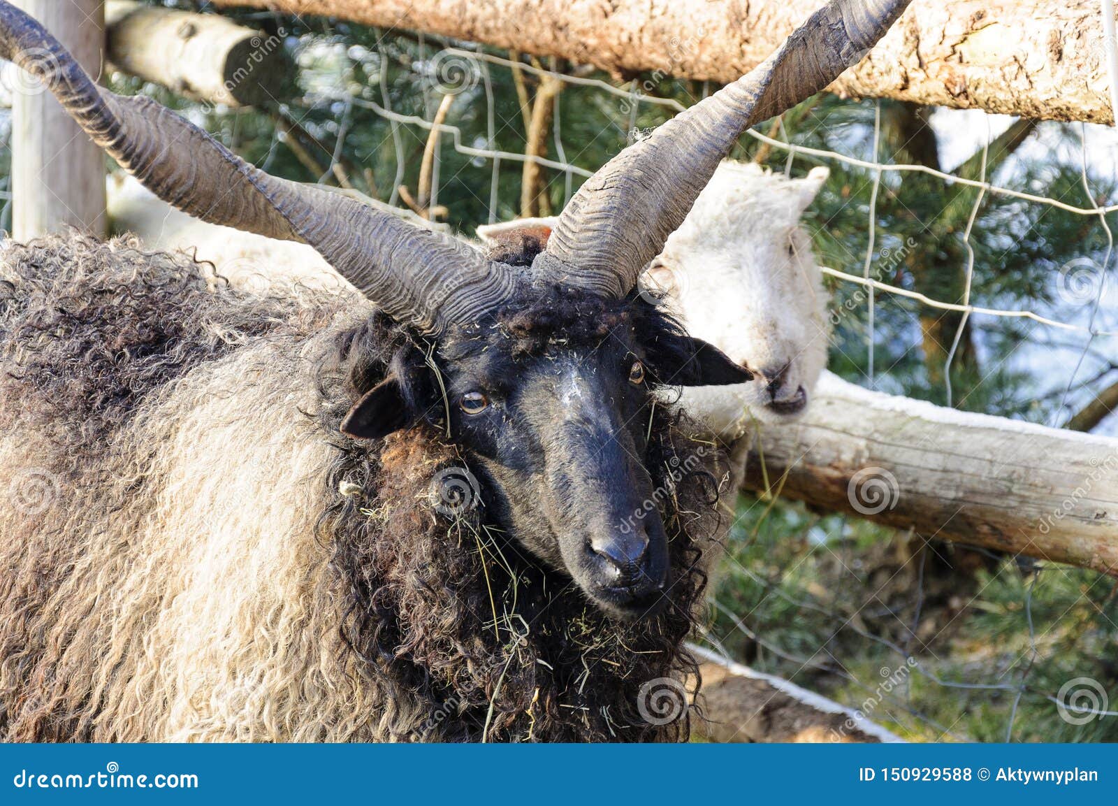 Black Lamb with Horns and White Sheep - Breeding Farm Stock Photo ...