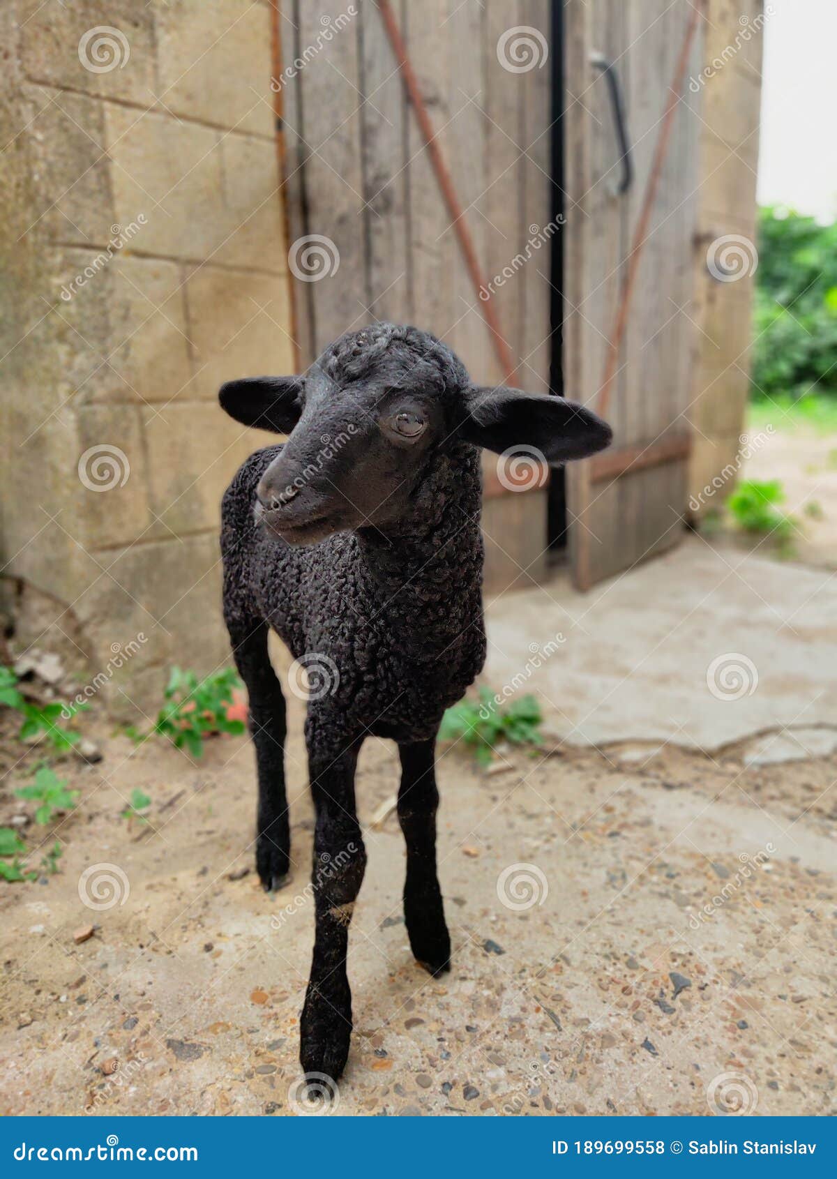Black Lamb Portrait at the Barn Stock Photo - Image of cute, beautiful ...