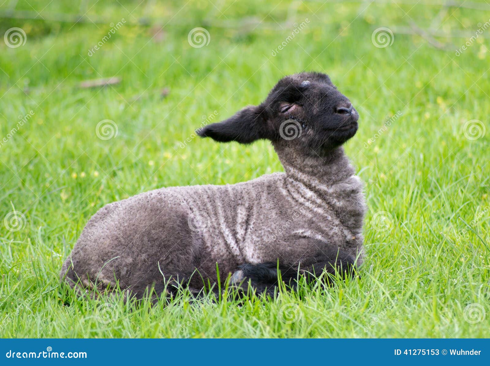 Black lamb sitting stock image. Image of black, resting - 41275153