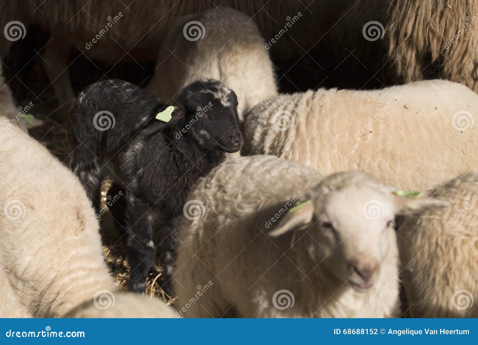 Black lamb stock photo. Image of farmland, field, animals - 68688152