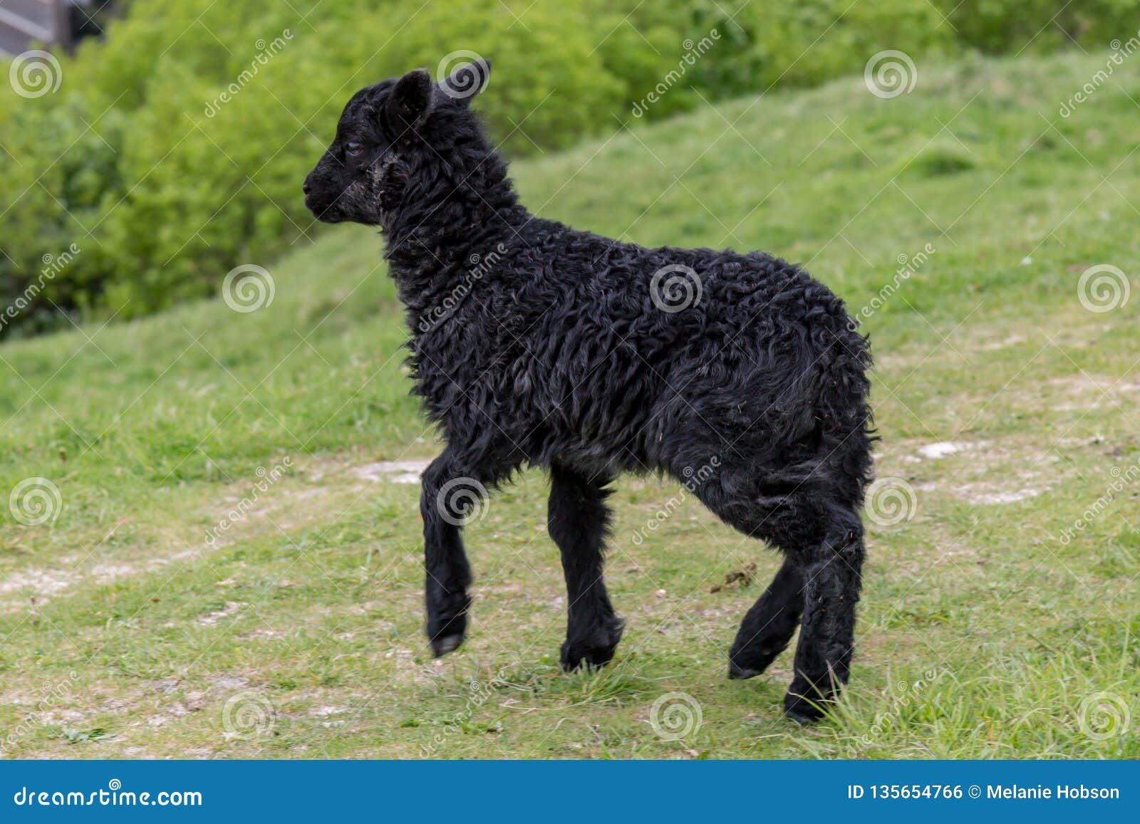 A Black Lamb stock photo. Image of outdoors, habitat - 135654766