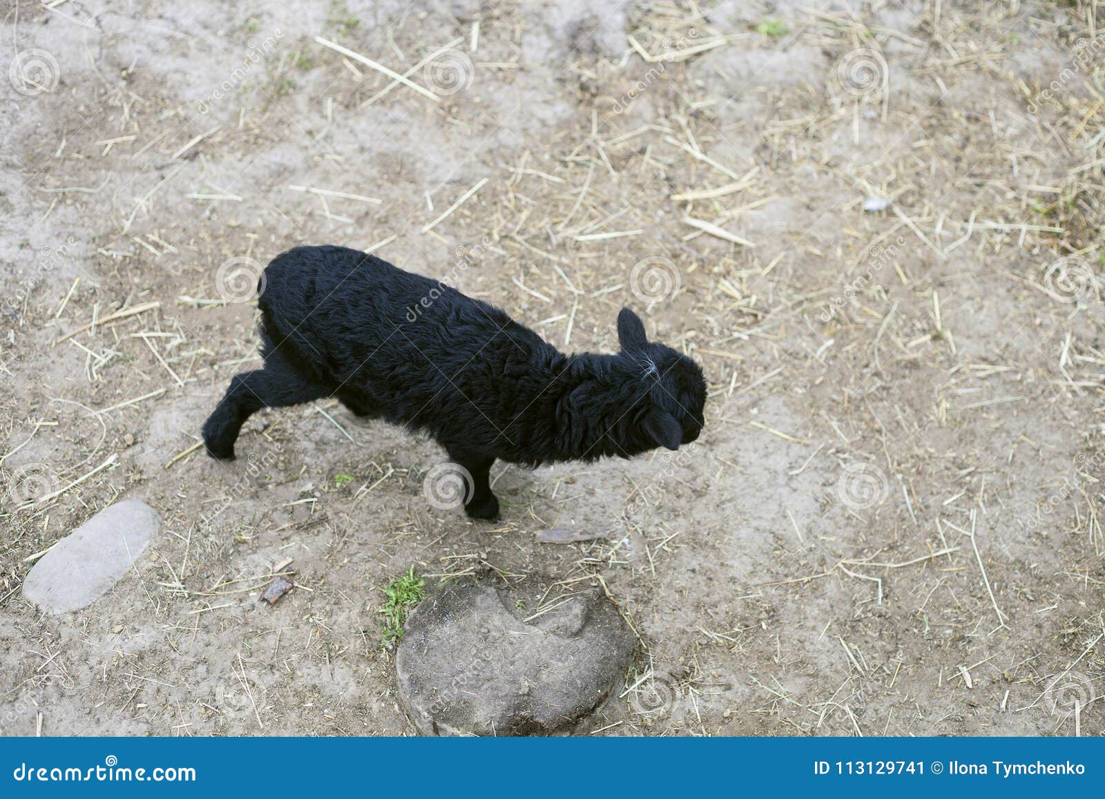 Black lamb, top view stock image. Image of breed, graze - 113129741