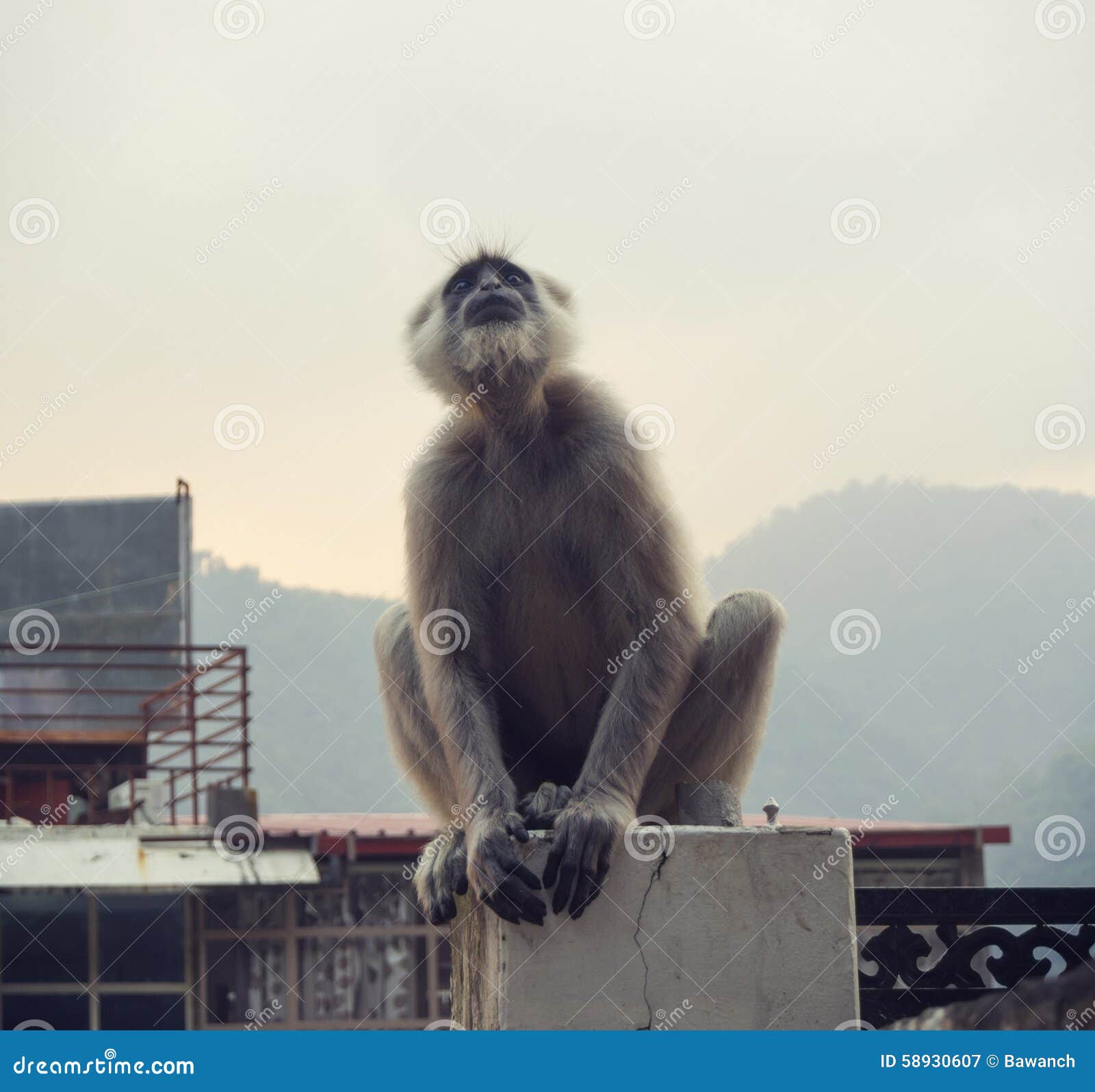 Black Langur Monkey in Rishikesh Stock Image - Image of monkey, looking ...