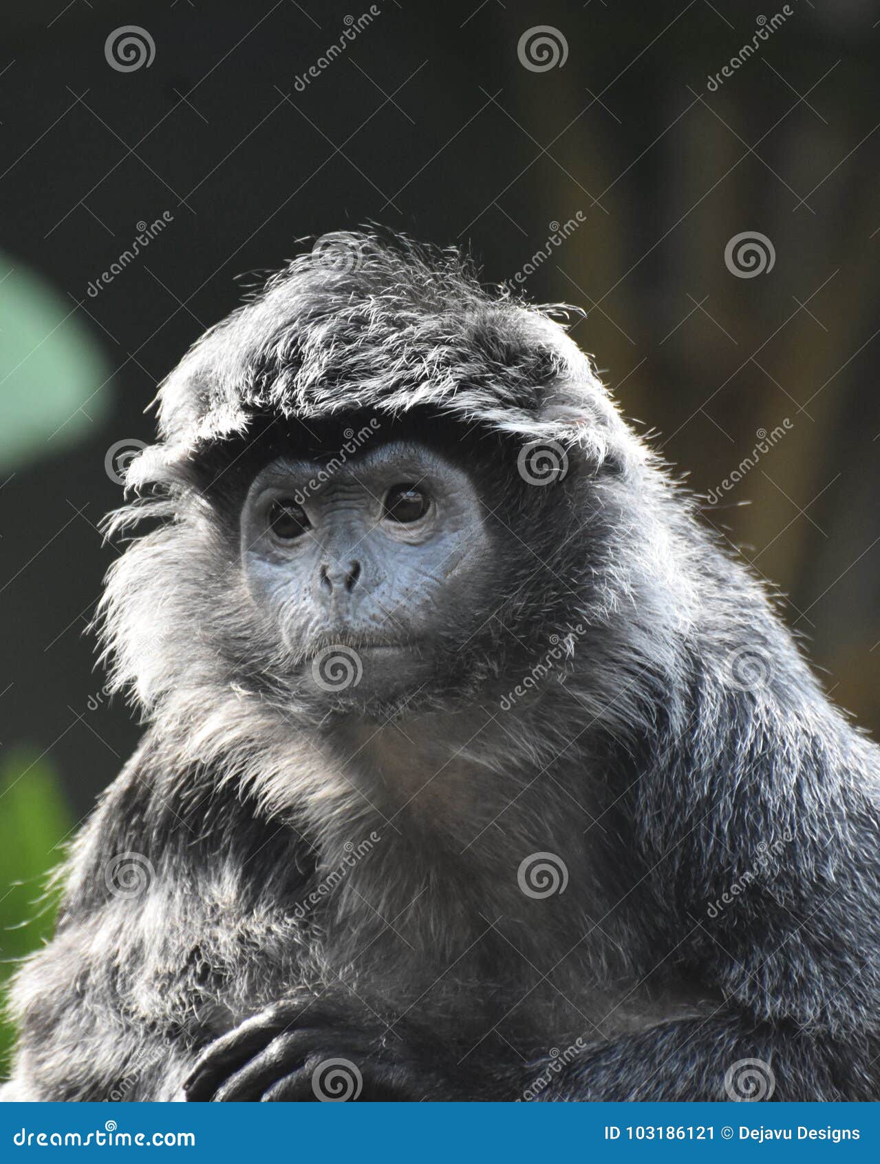 Solemn and Serious Face on a Black Langur Monkey Stock Image - Image of ...