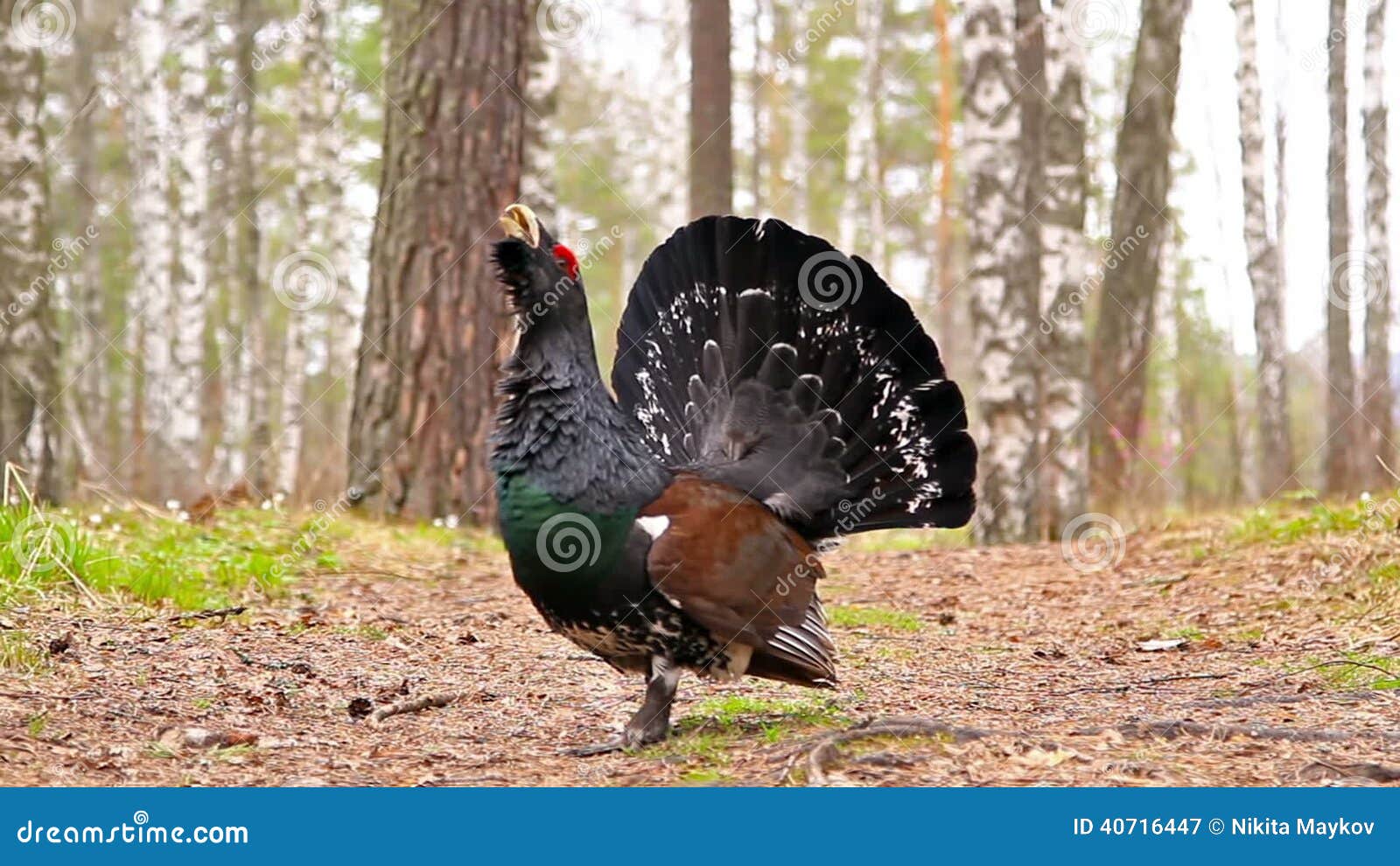 Black Large Bird with Red Eyes Stock Video - Video of hunting, bird ...