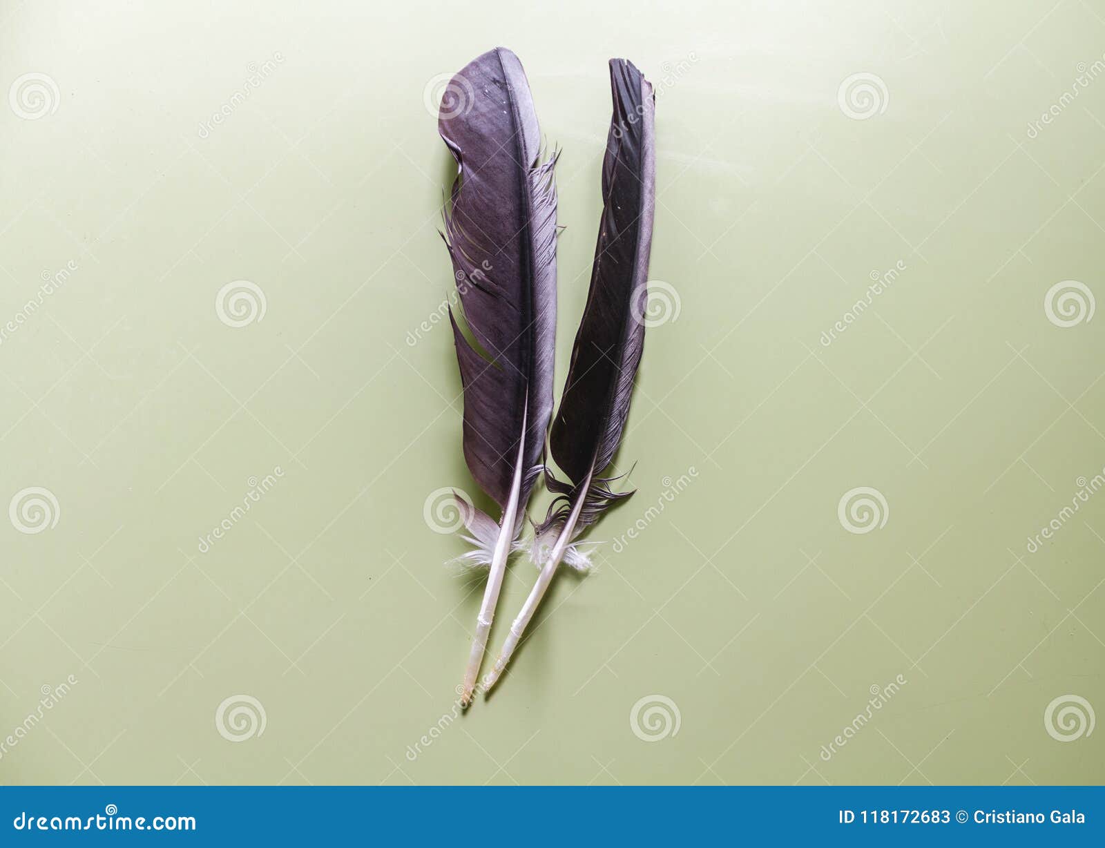 Black Large Feather stock image. Image of animal, collection - 118172683