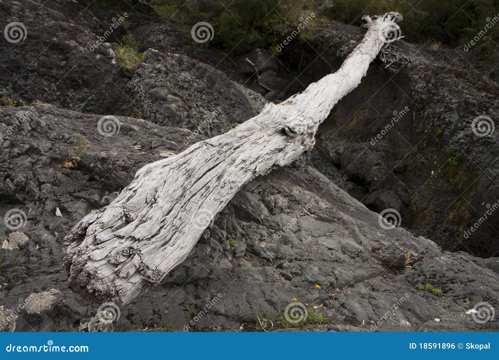 Black Lava and White Tree Log Stock Photo - Image of rock, volcano ...