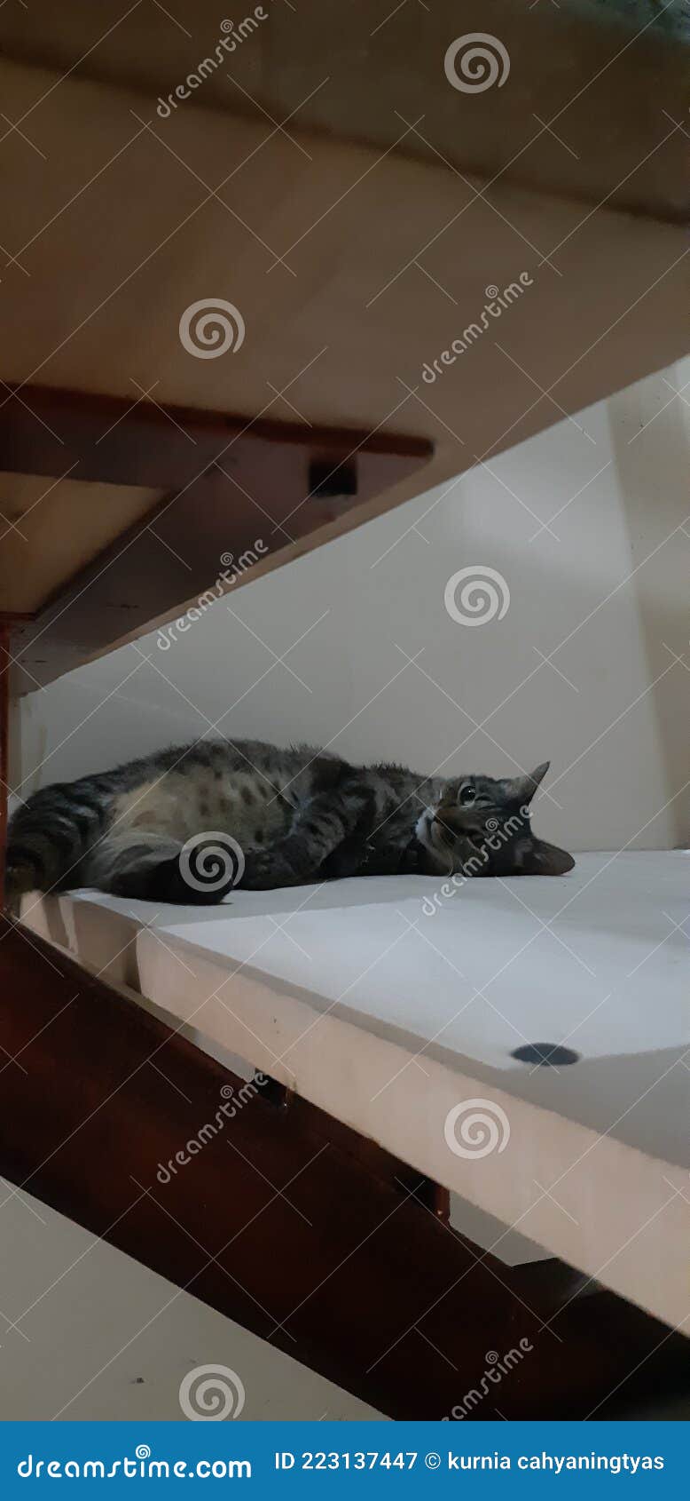 Black Lazy Cat Sleepy at the Stair Stock Image - Image of stair, lazy ...