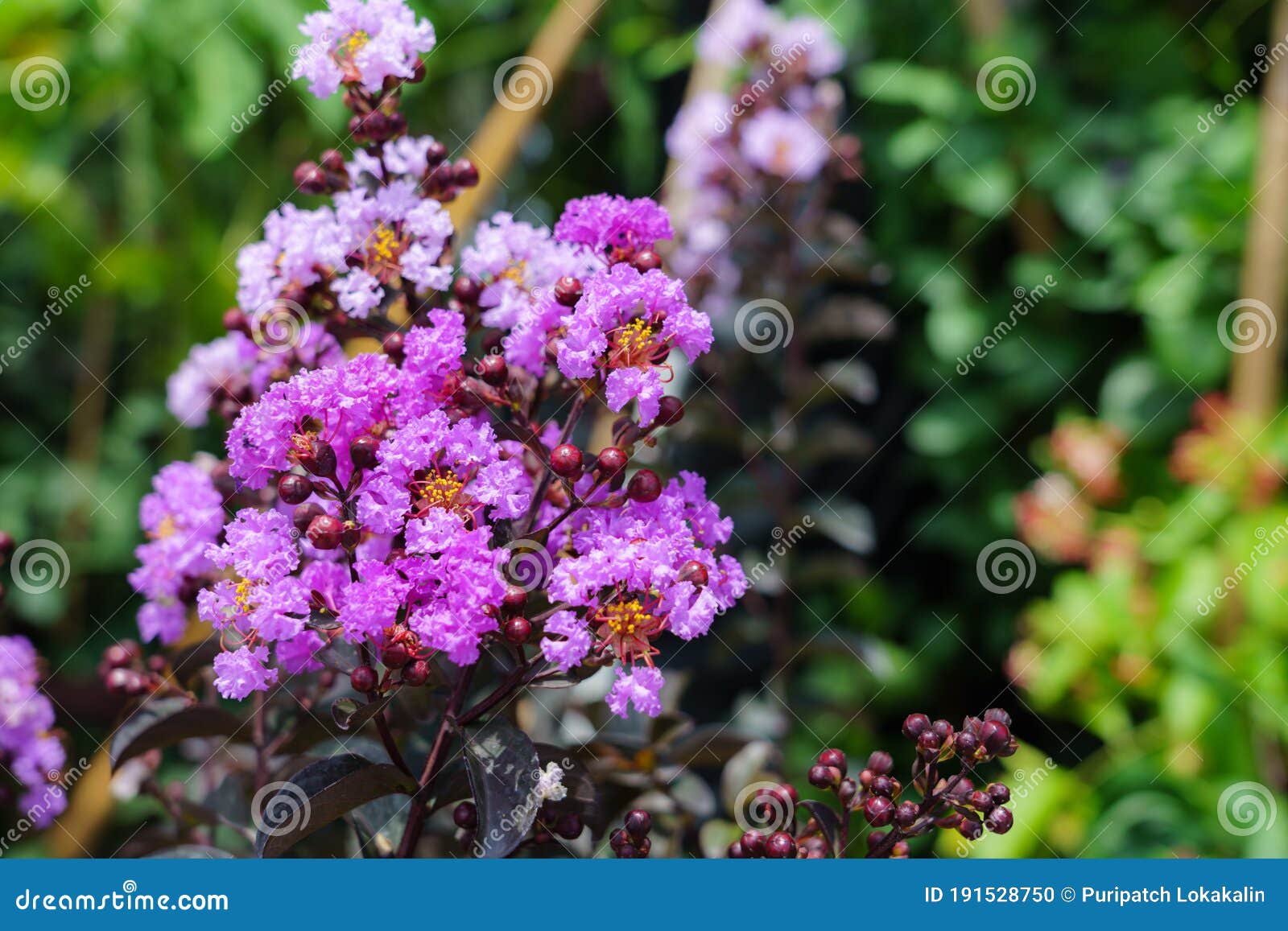 Black leaf crape myrtle stock photo. Image of mauve - 191528750
