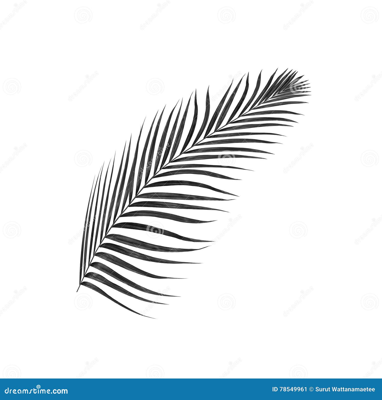 Black Leaf of Palm Tree Background Stock Illustration - Illustration of ... Black Leaf of Palm Tree Background Stock Illustration - Illustration of ...