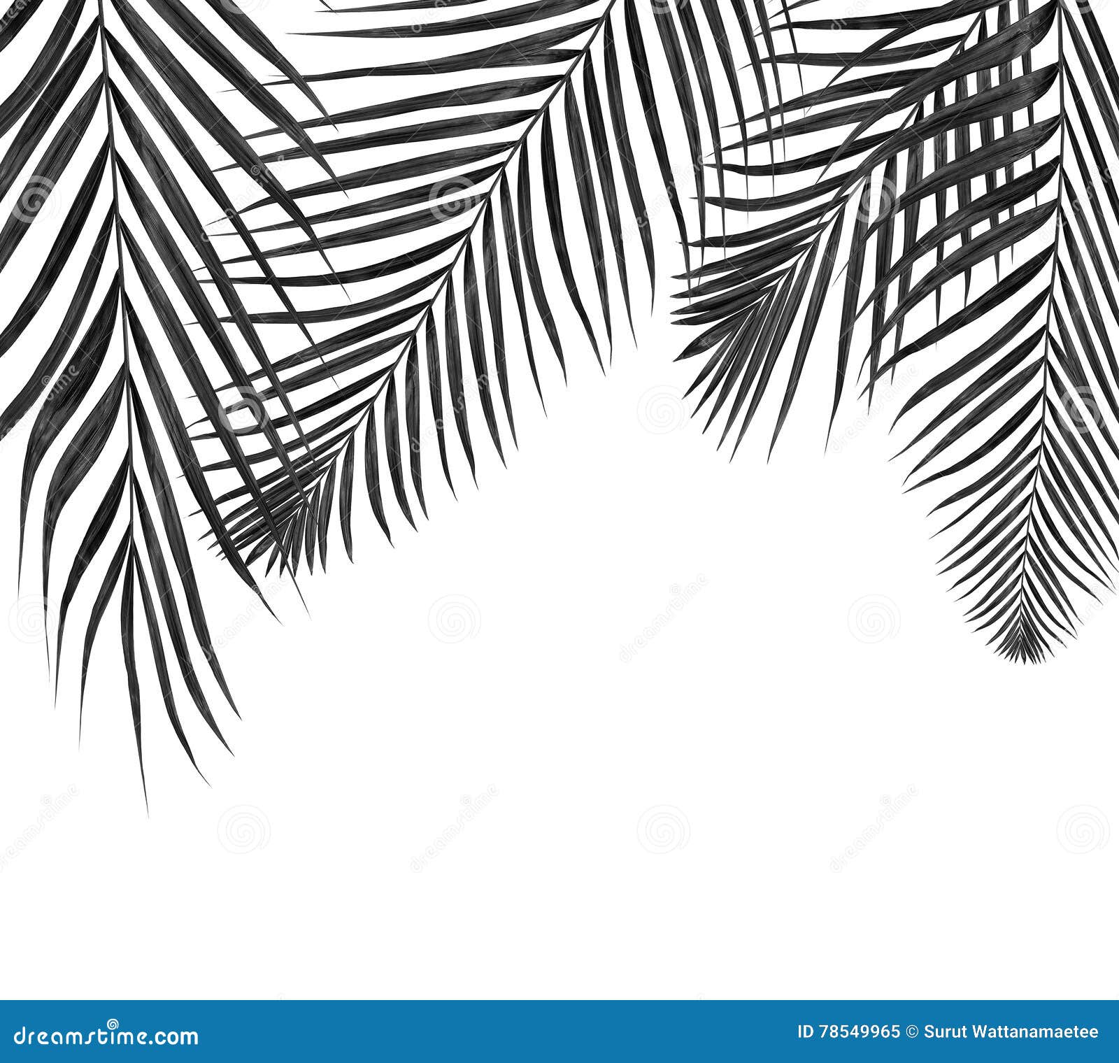 Black Leaf of Palm Tree Background Stock Illustration - Illustration of ... Black Leaf of Palm Tree Background Stock Illustration - Illustration of ...