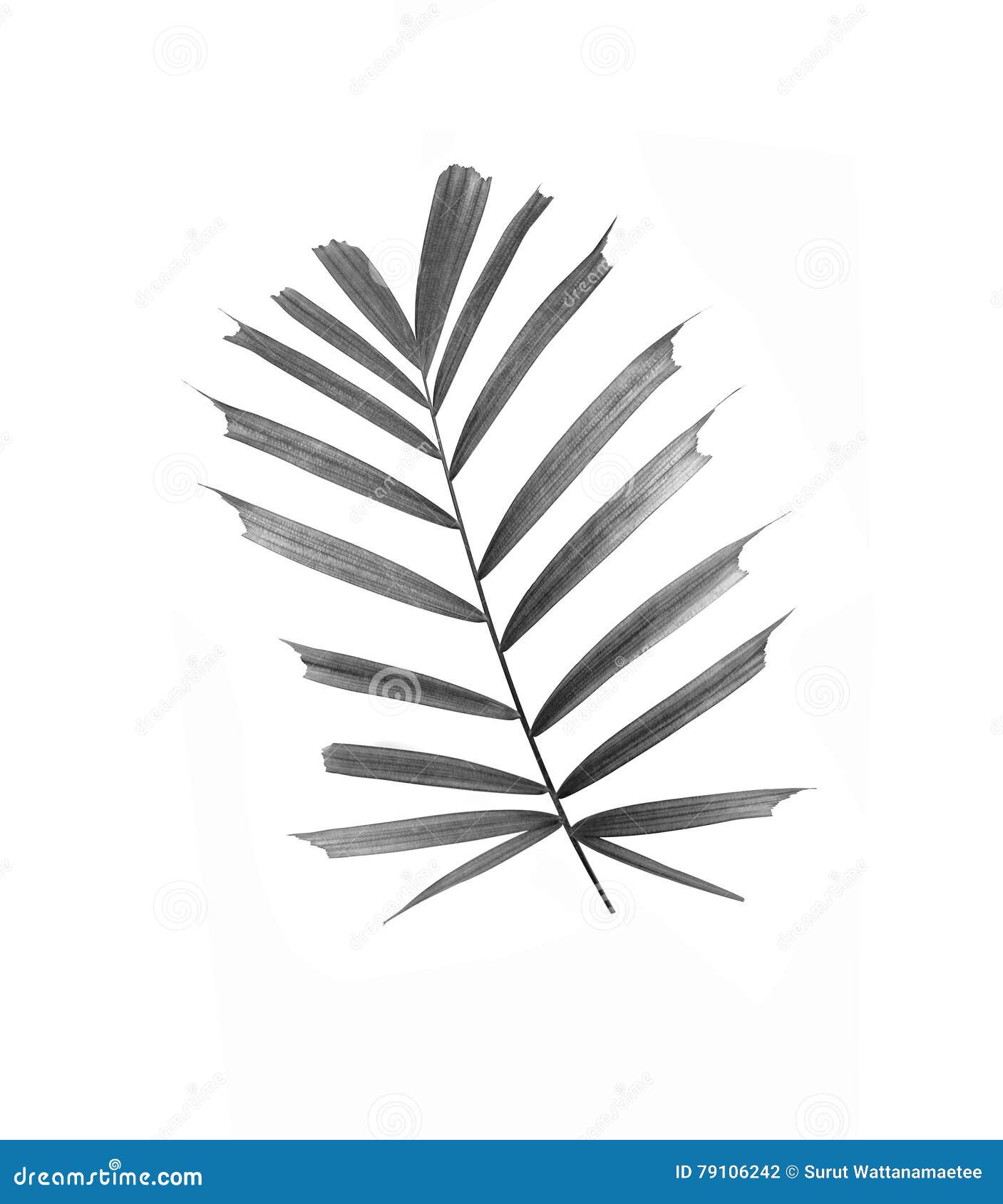 Black Leaf Of Palm Tree Isolated On White Stock Photo - Image of flora ... Black Leaf Of Palm Tree Isolated On White Stock Photo - Image of flora ...