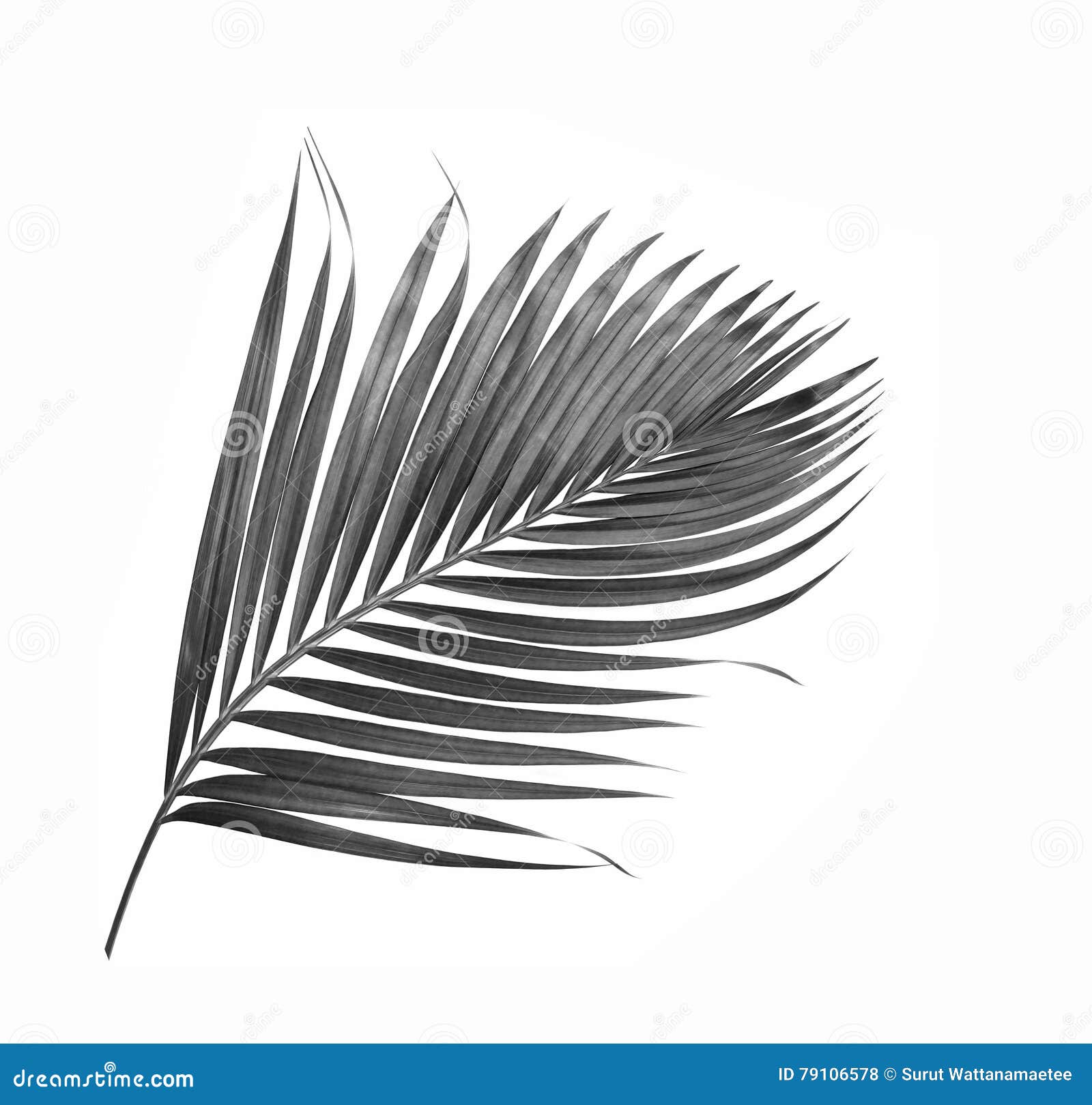 Black Leaf Of Palm Tree Isolated On White Stock Photo - Image of ... Black Leaf Of Palm Tree Isolated On White Stock Photo - Image of ...