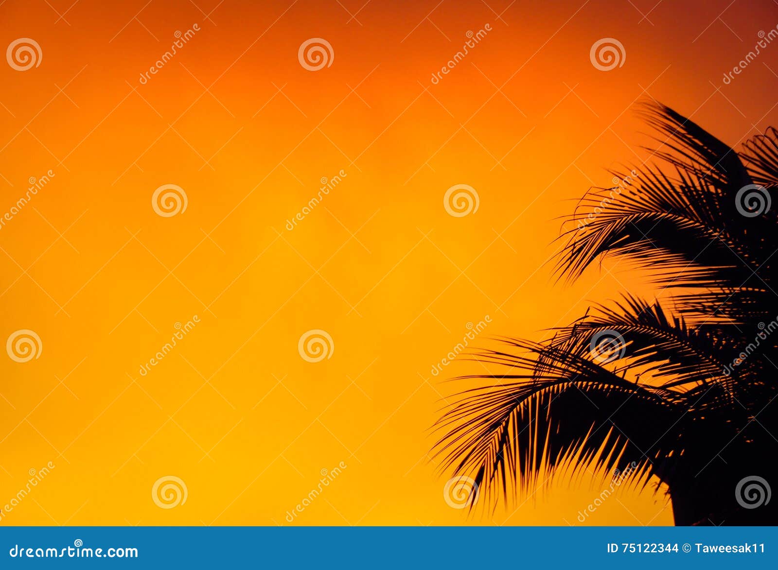Black Leaf Palm Tree with Orange Background Stock Photo - Image of ... Black Leaf Palm Tree with Orange Background Stock Photo - Image of ...