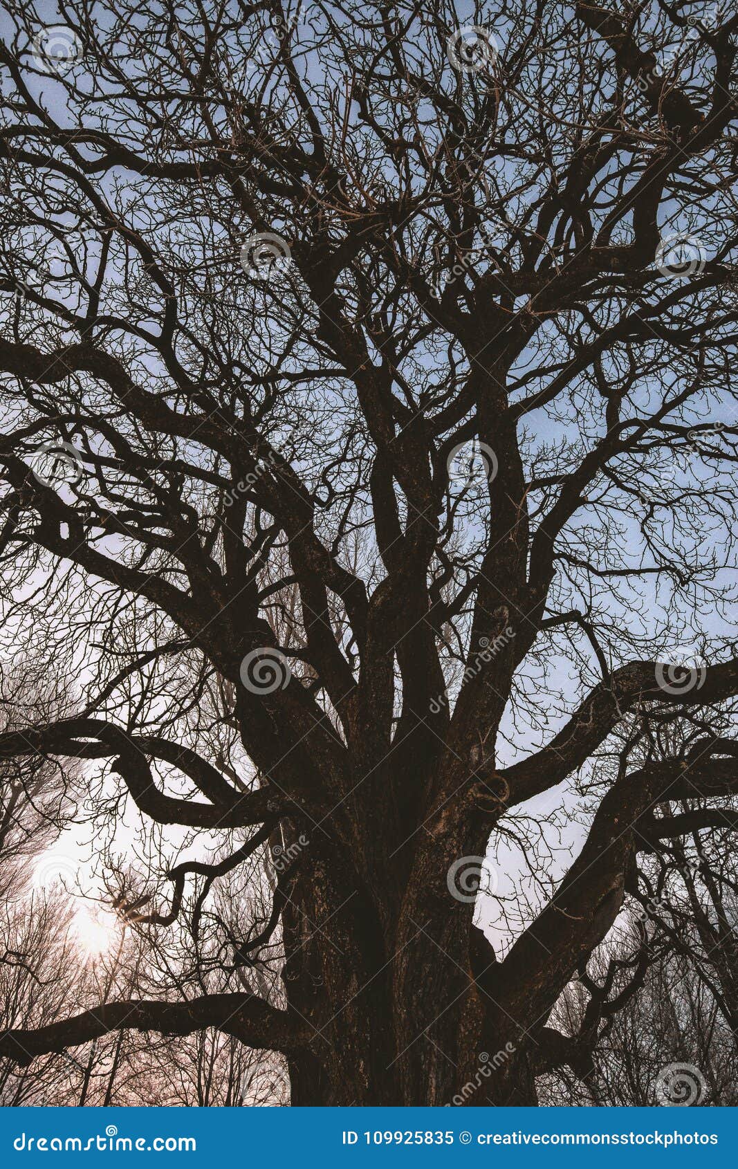 Black Leafless Tree Picture. Image: 109925835