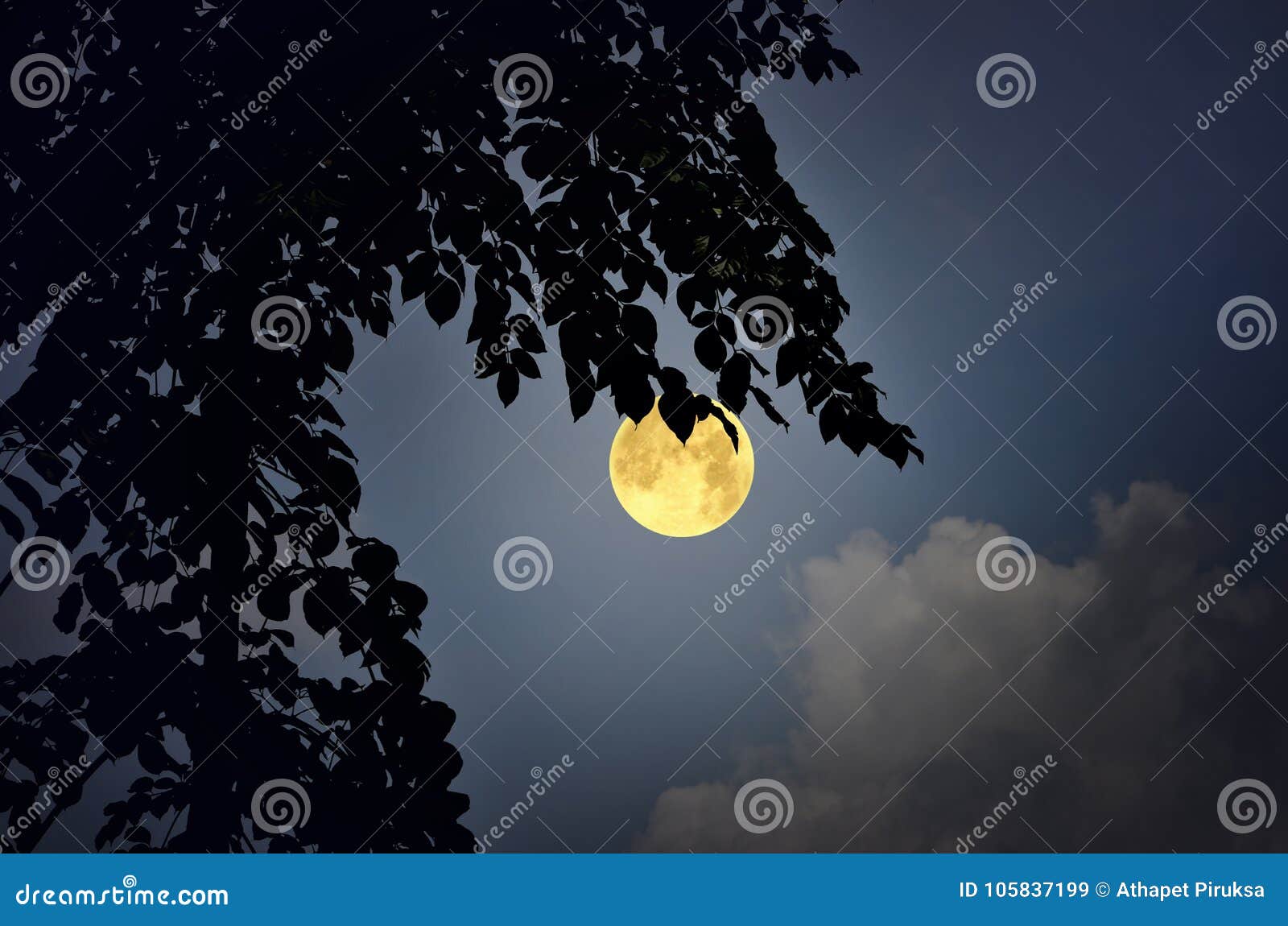 Black Leaves of Tree and Full Moon at Night Stock Image - Image of full ...