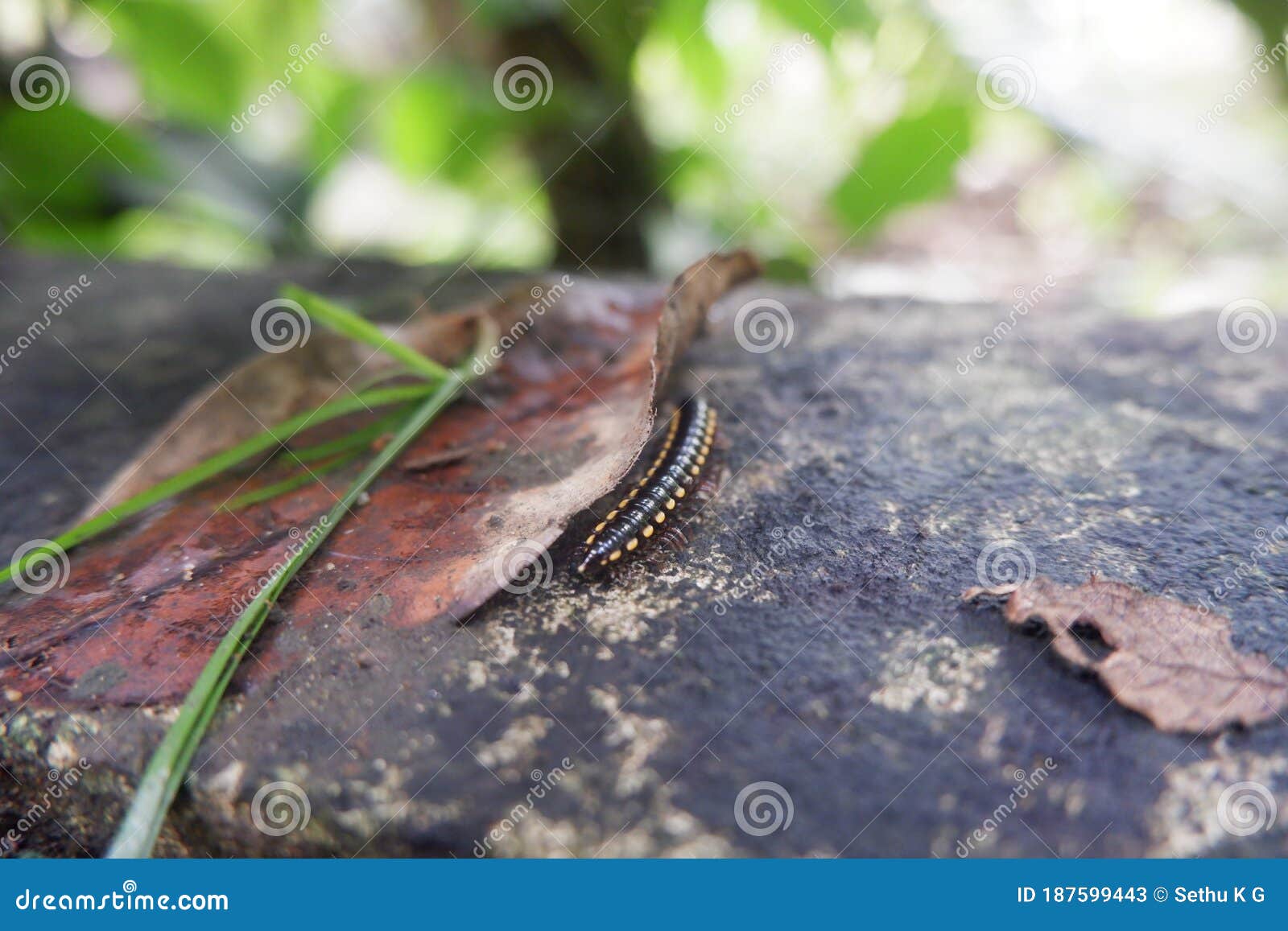 A Black Leech with Yellow Border Stock Image - Image of insect, border ...