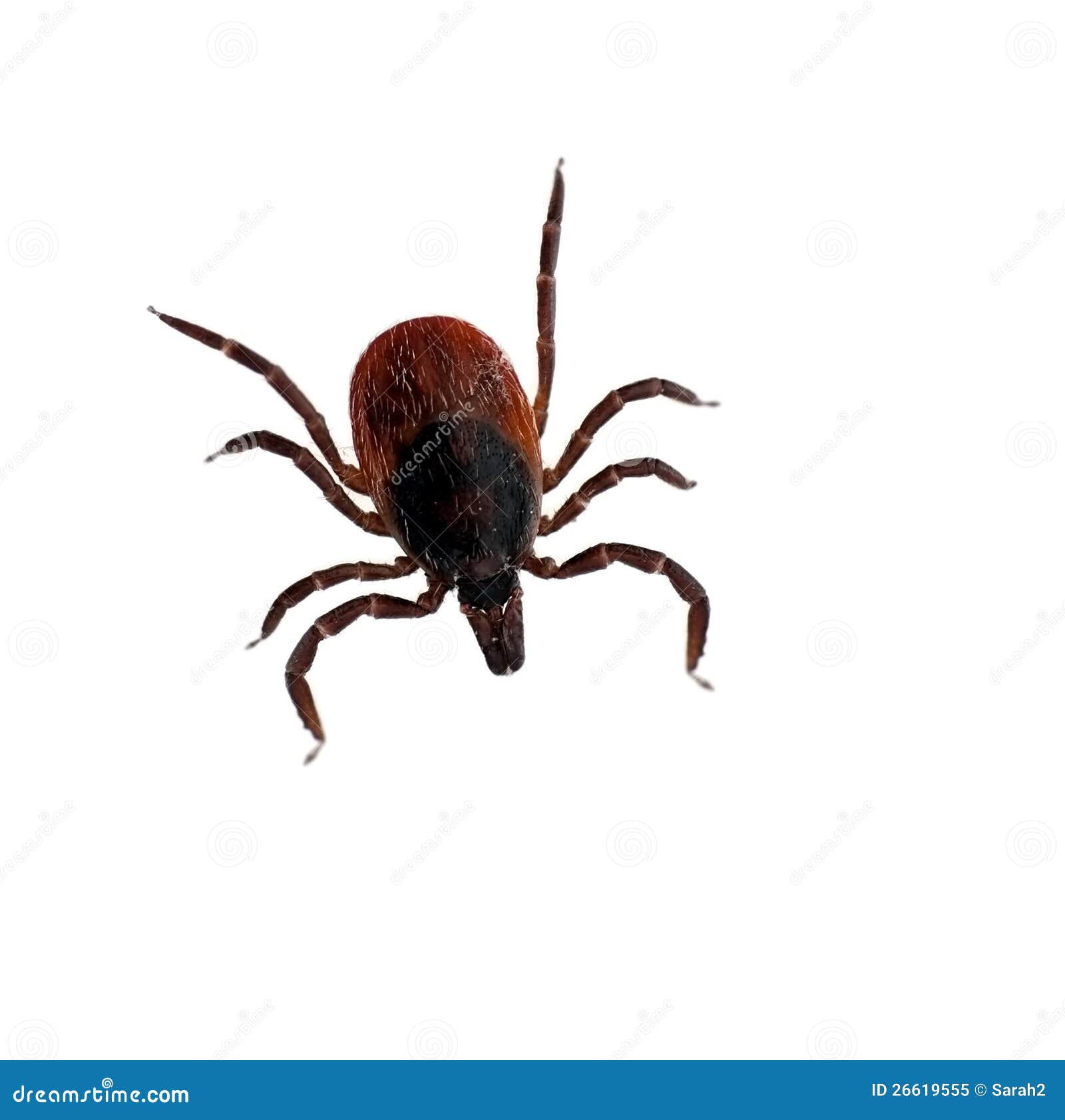 Black Legged Deer Tick - Ixodes Scapularis Stock Image - Image of close ...