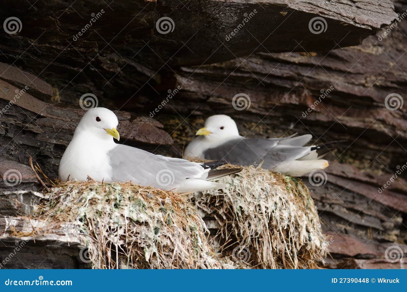 Black Legged Tick. Ixodes Scapularis Aka Ixodes Dammini Royalty-Free ...