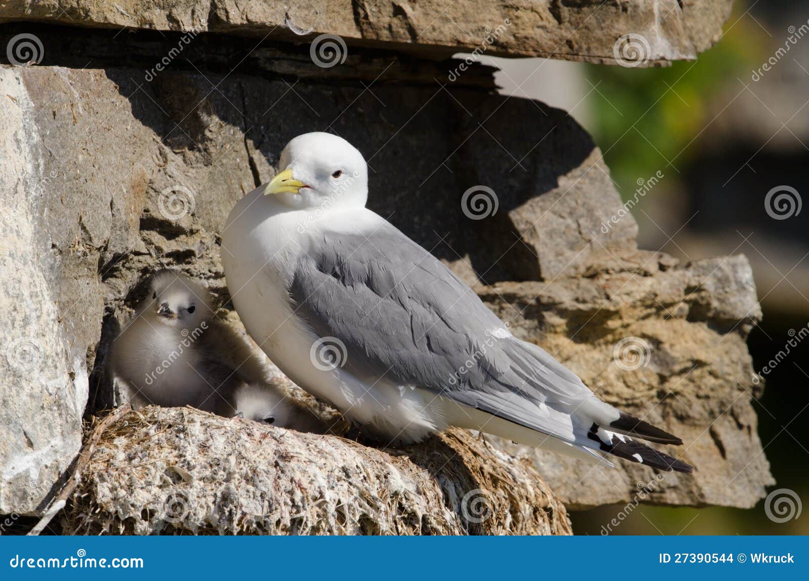 Black Legged Tick. Ixodes Scapularis Aka Ixodes Dammini Royalty-Free ...