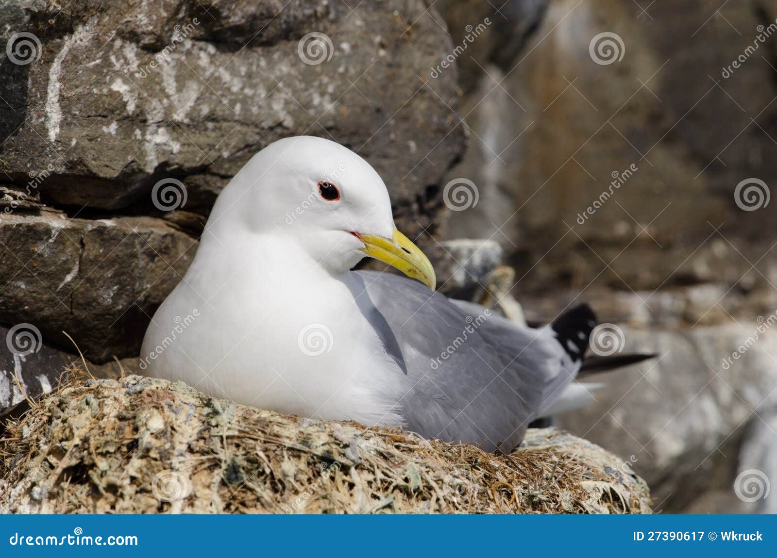 Black Legged Tick. Ixodes Scapularis Aka Ixodes Dammini Royalty-Free ...