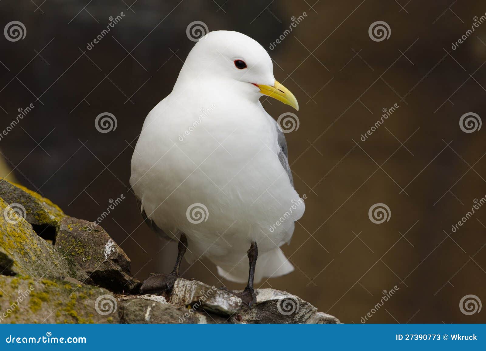 Black Legged Tick. Ixodes Scapularis Aka Ixodes Dammini Royalty-Free ...