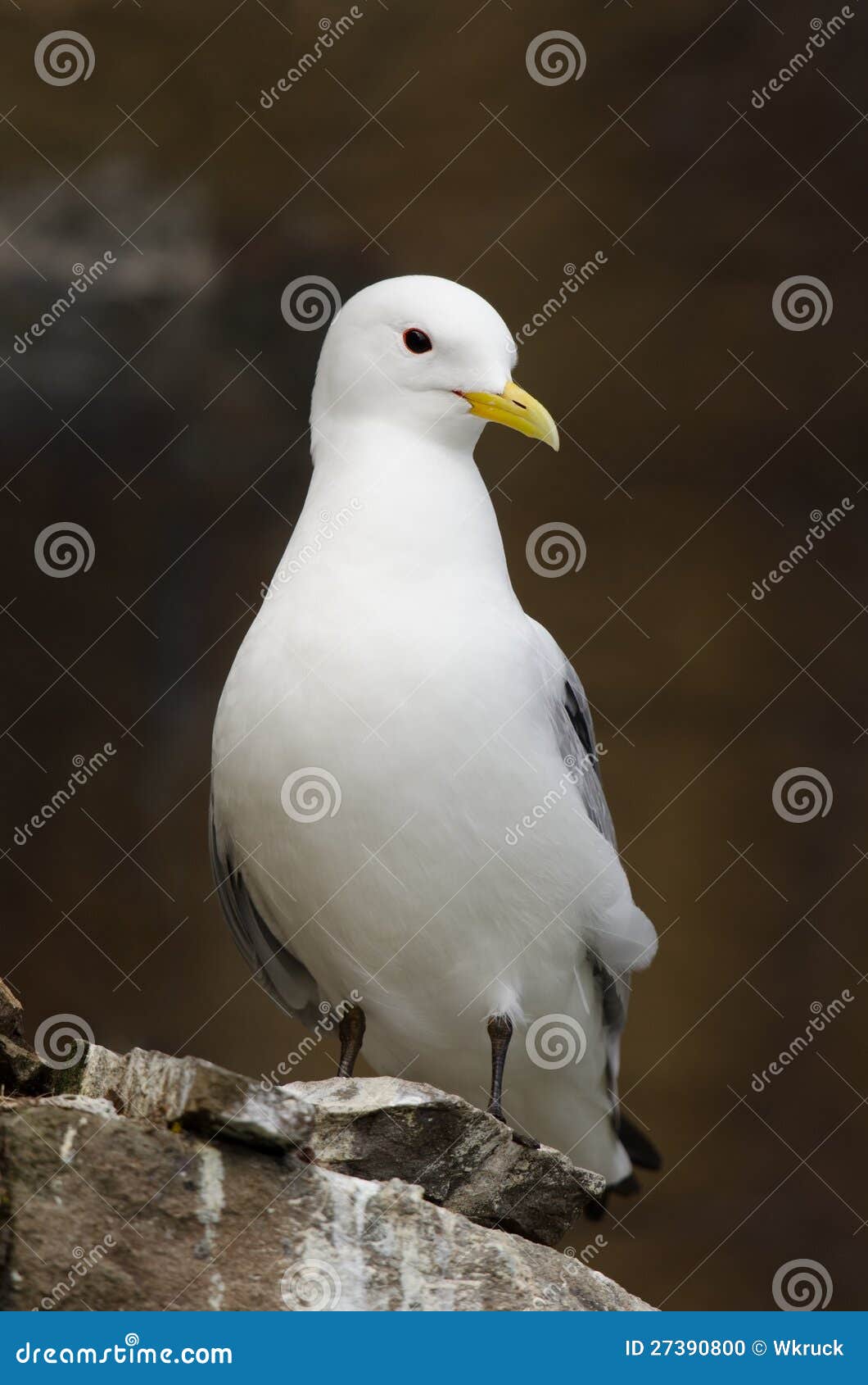 Black Legged Tick. Ixodes Scapularis Aka Ixodes Dammini Royalty-Free ...