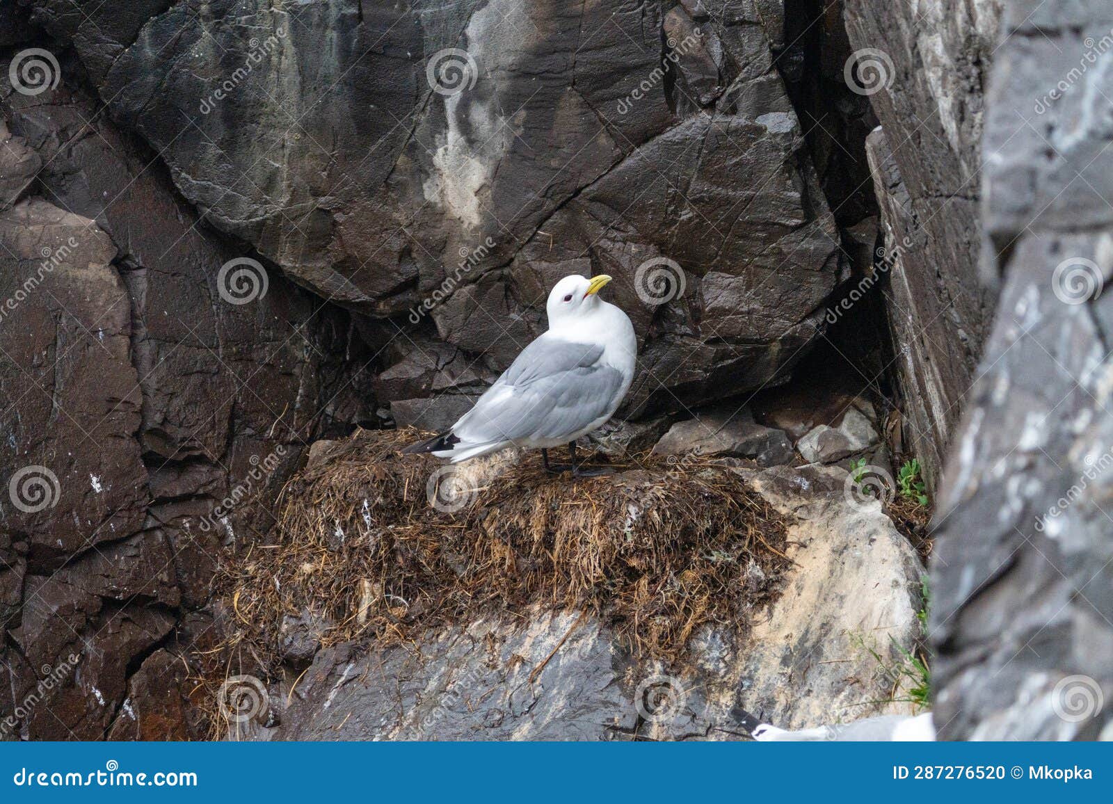 Black-legged Kittiwake Bird on the Cliffs, in Iceland Stock Photo ...