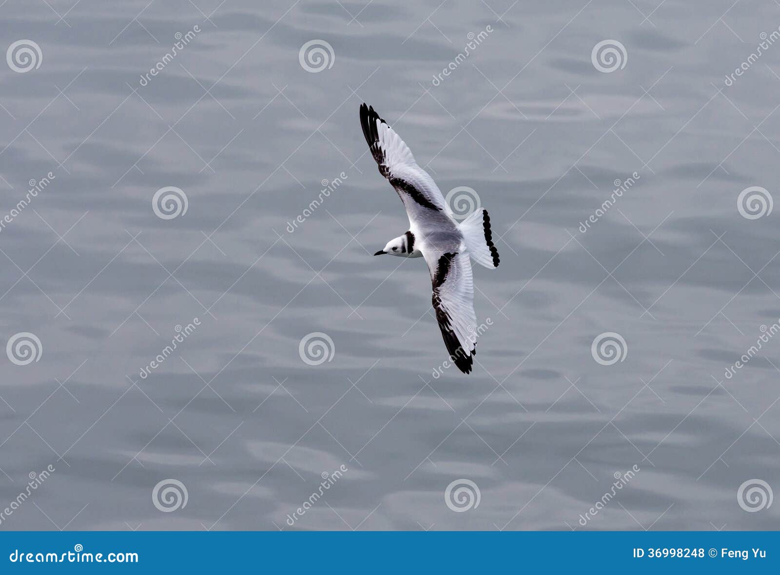 Black Legged Tick. Ixodes Scapularis Aka Ixodes Dammini Royalty-Free ...