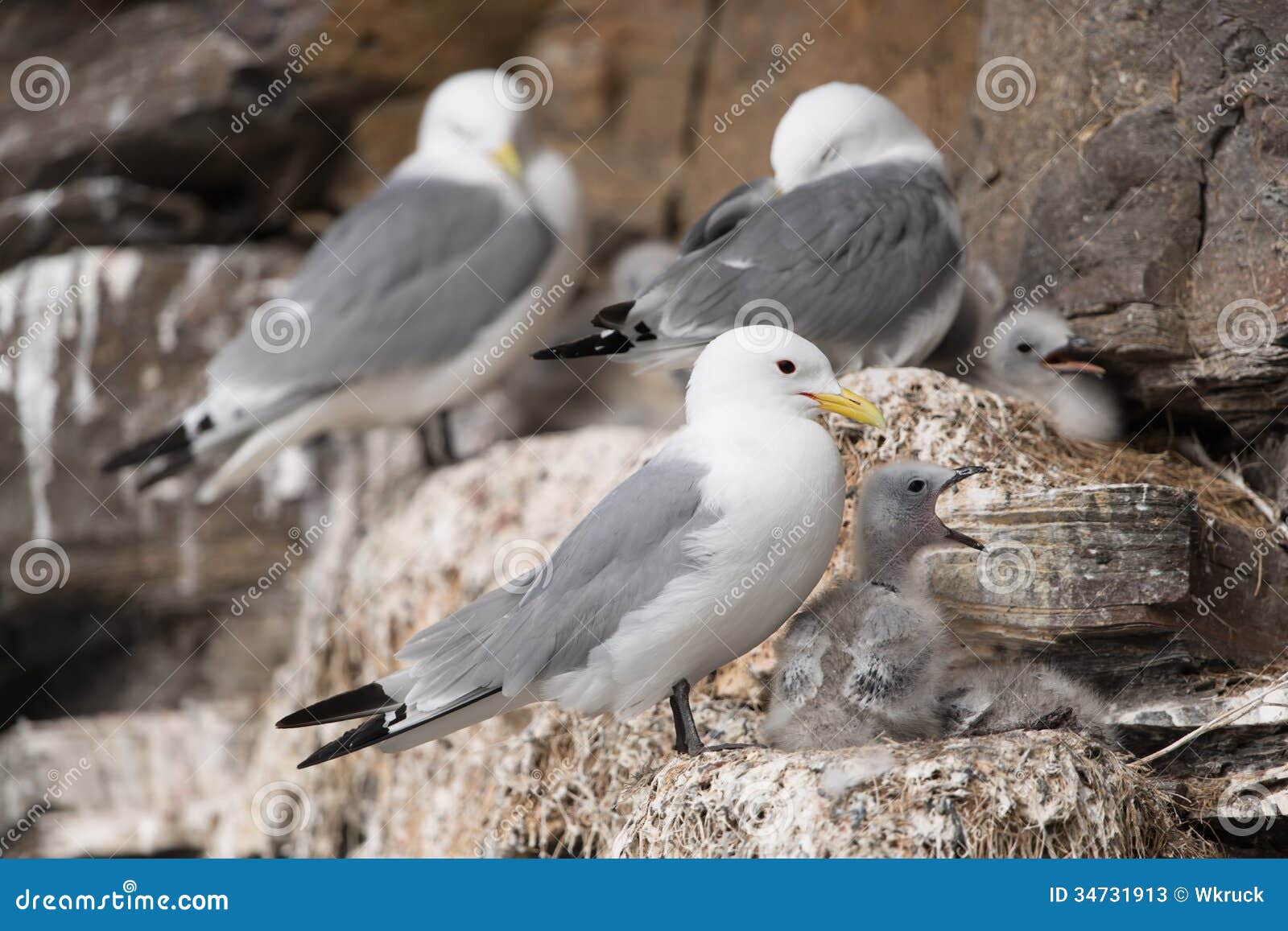 Black-legged Kittiwake stock image. Image of migrant - 34731913