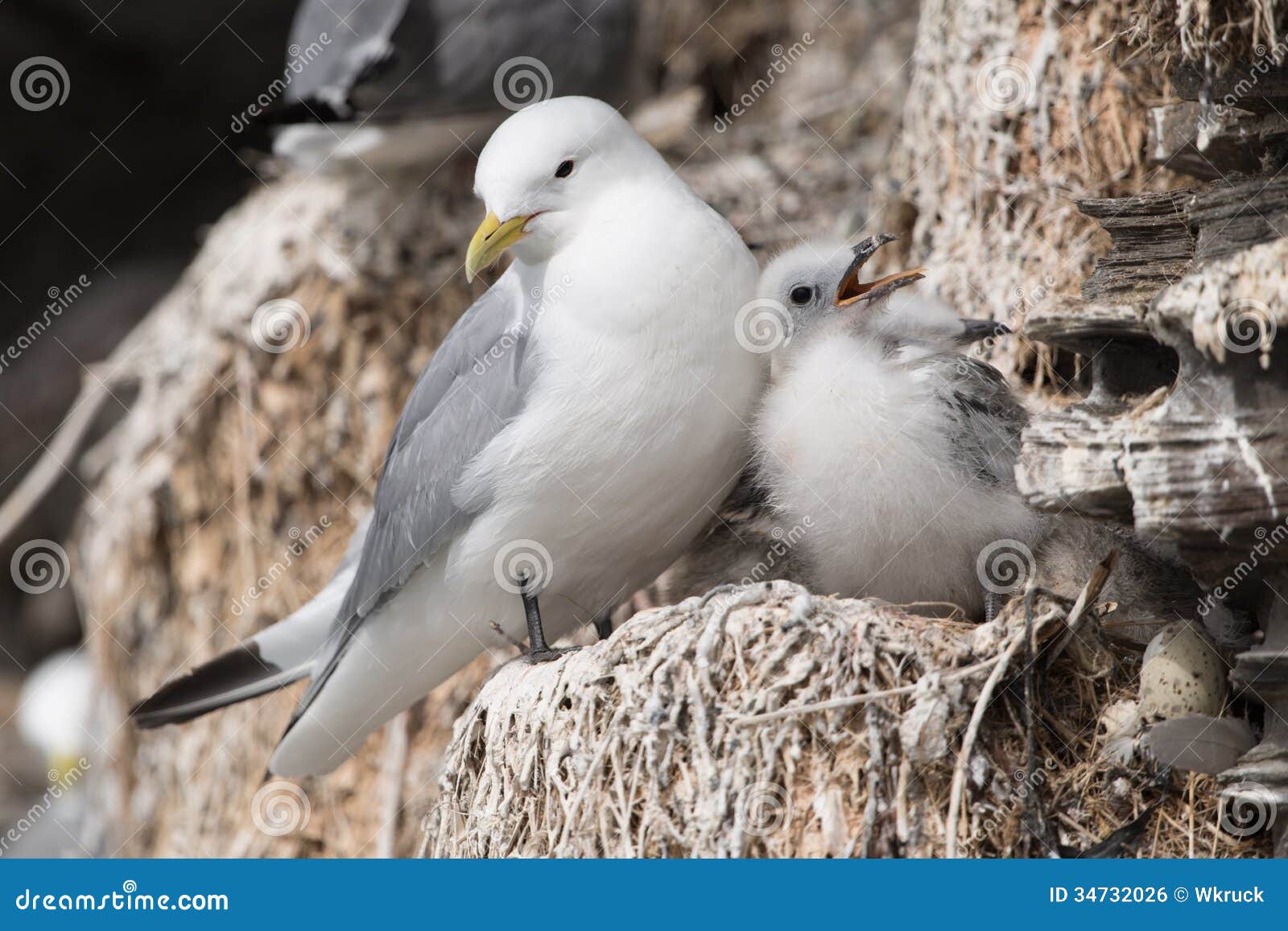Black-legged Kittiwake stock photo. Image of shore, coast - 34732026