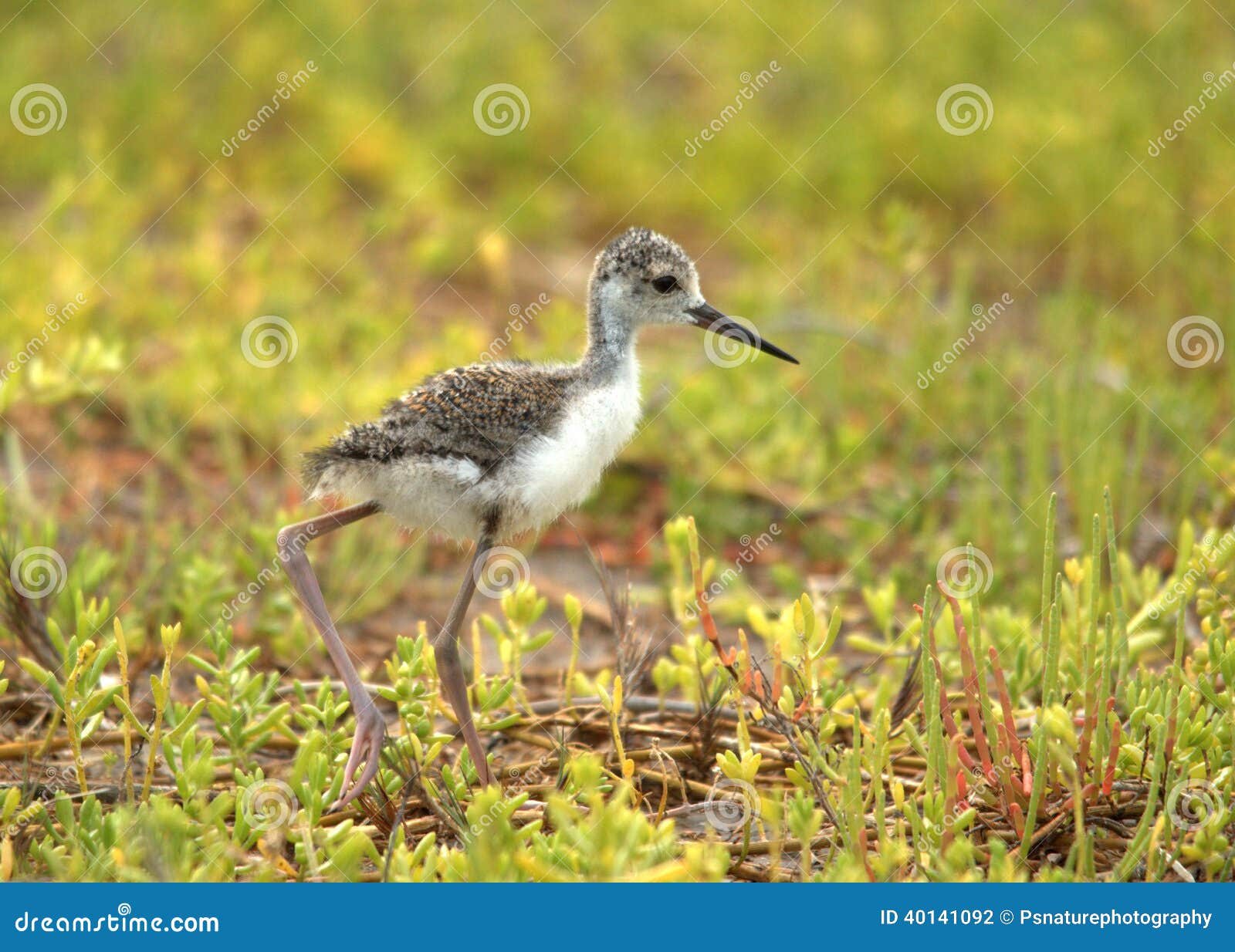 Black Legged Stilt chick stock photo. Image of black - 40141092