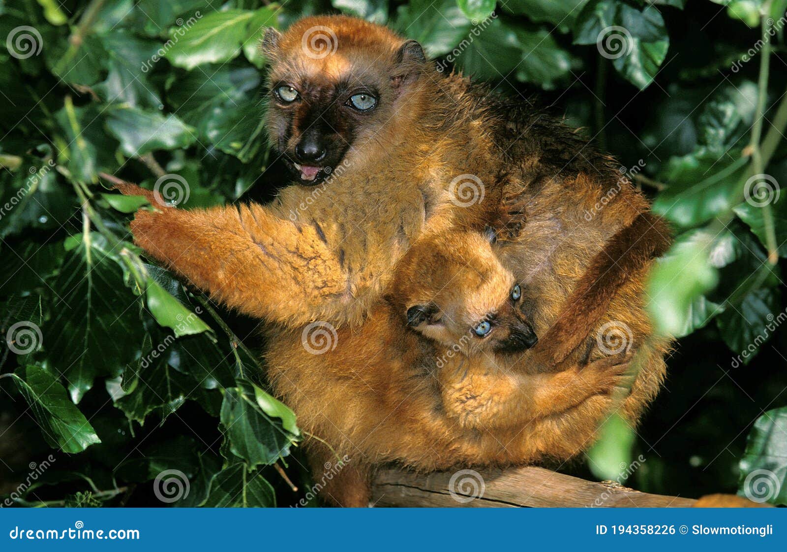 BLACK LEMUR Eulemur Macaco, FEMALE CARRYING YOUNG Stock Photo - Image ...