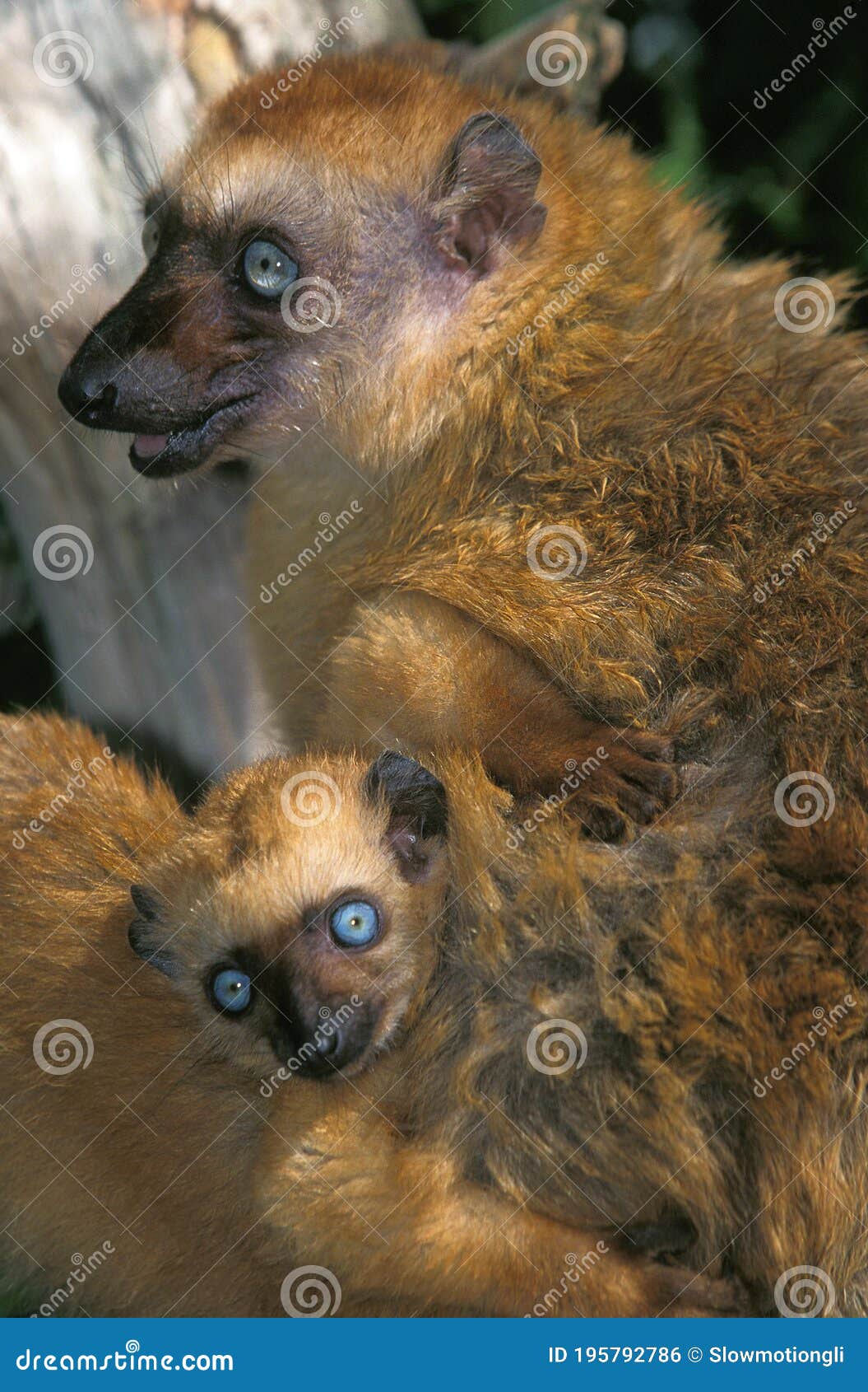 Black Lemur, Eulemur Macaco, Female with Young Stock Photo - Image of ...