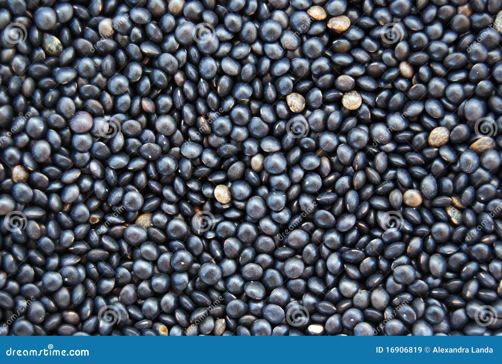 Black lentils stock image. Image of dried, seed, lentil - 16906819