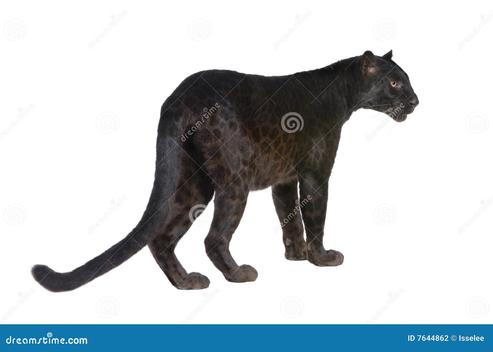 186 Rear Leopard Stock Photos - Free & Royalty-Free Stock Photos from ...