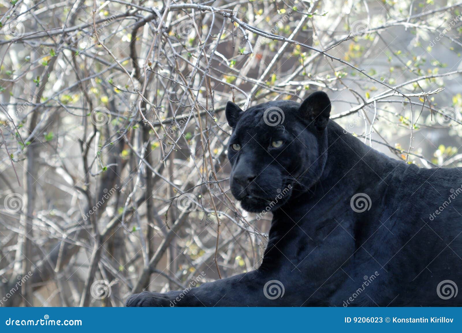Black Leopard stock image. Image of rainforest, black - 9206023