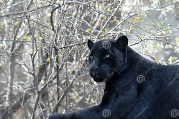 Black Leopard stock image. Image of rainforest, black - 9206023