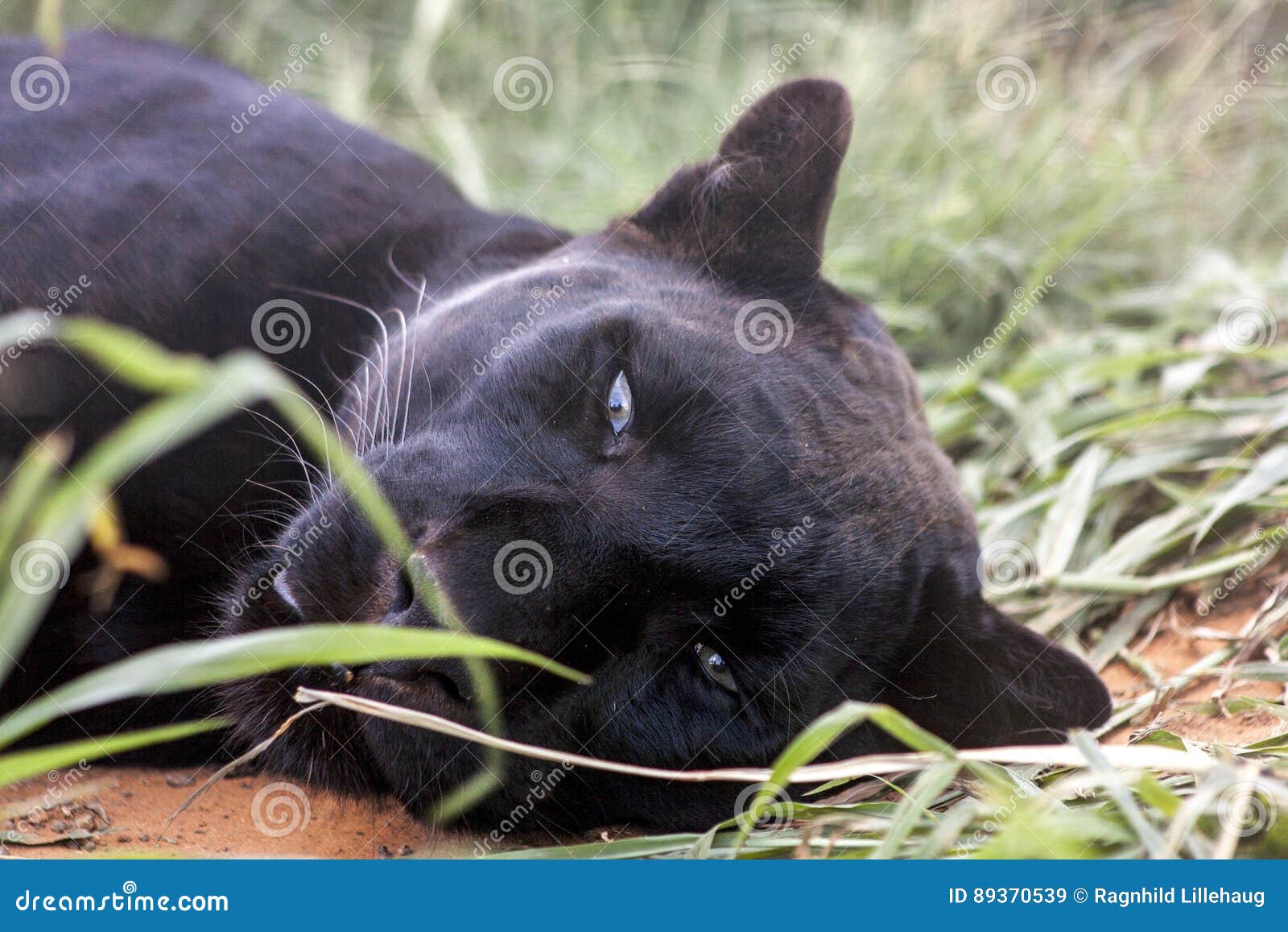 Black Leopard stock image. Image of african, animal, rosette - 89370539