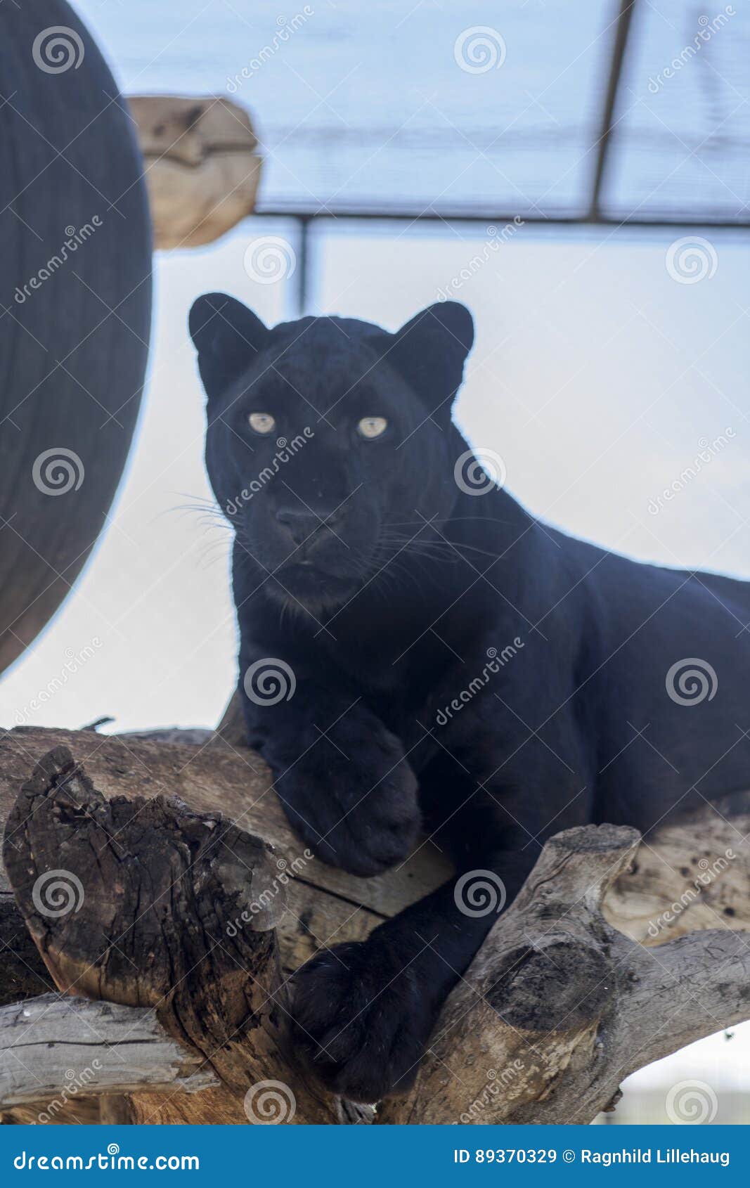 Black leopard stock image. Image of animallovers, beautiful - 89370329