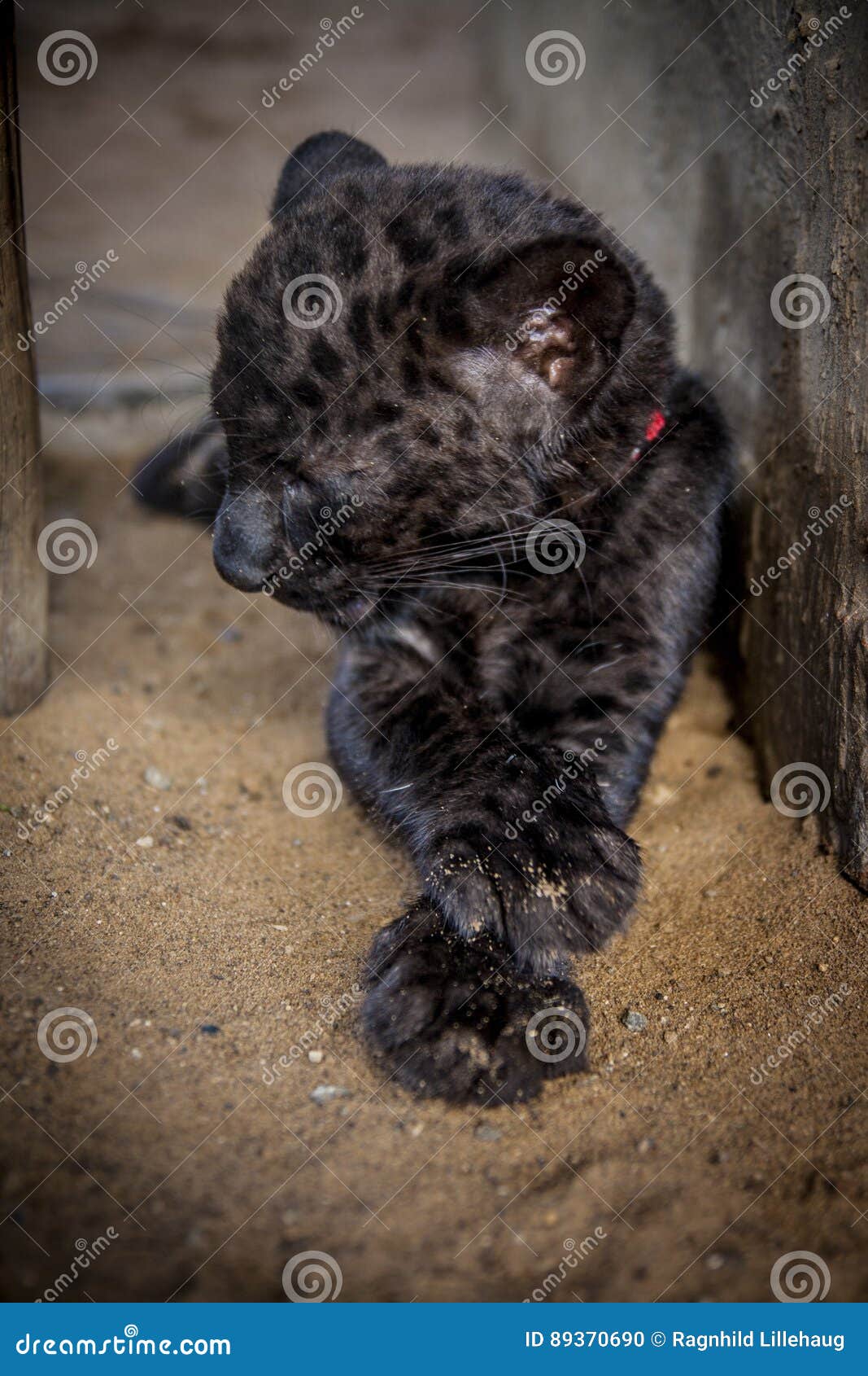 Black leopard stock photo. Image of africa, cute, natural - 89370690