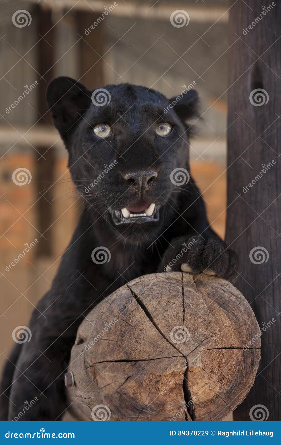 Black leopard stock image. Image of nighthunter, cubs - 89370229