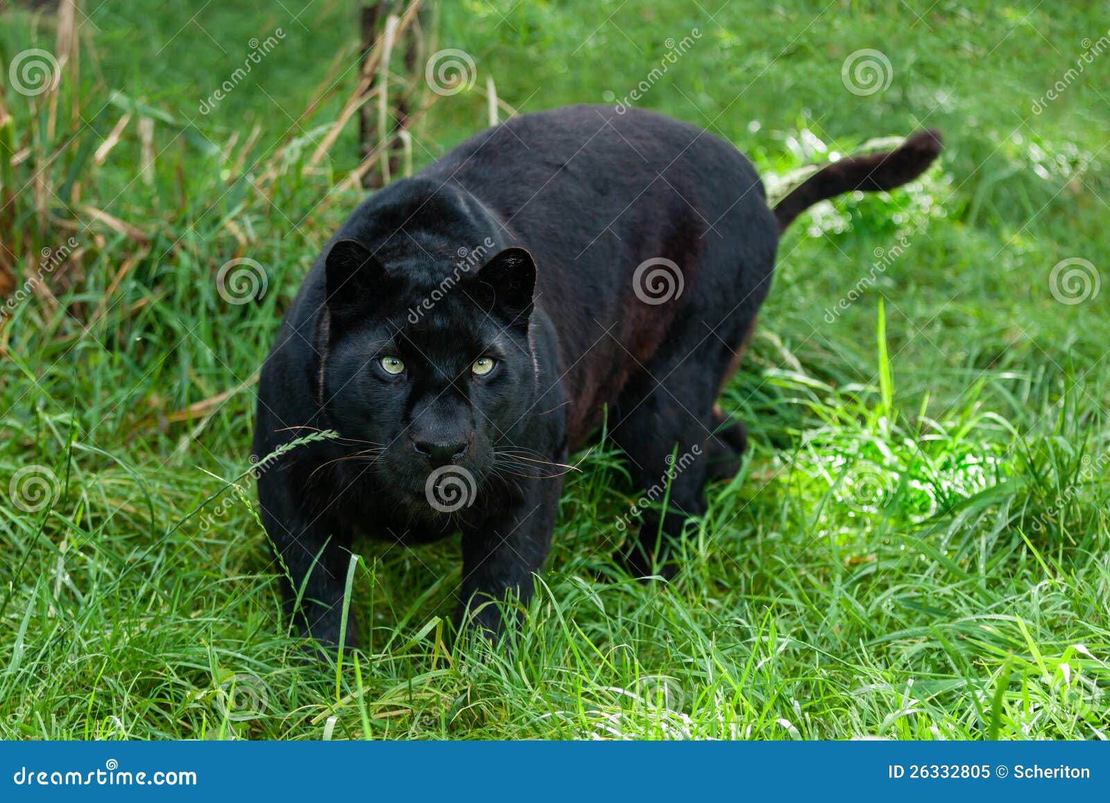 Black Leopard Hunting in the Long Grass Stock Image - Image of outdoor ...