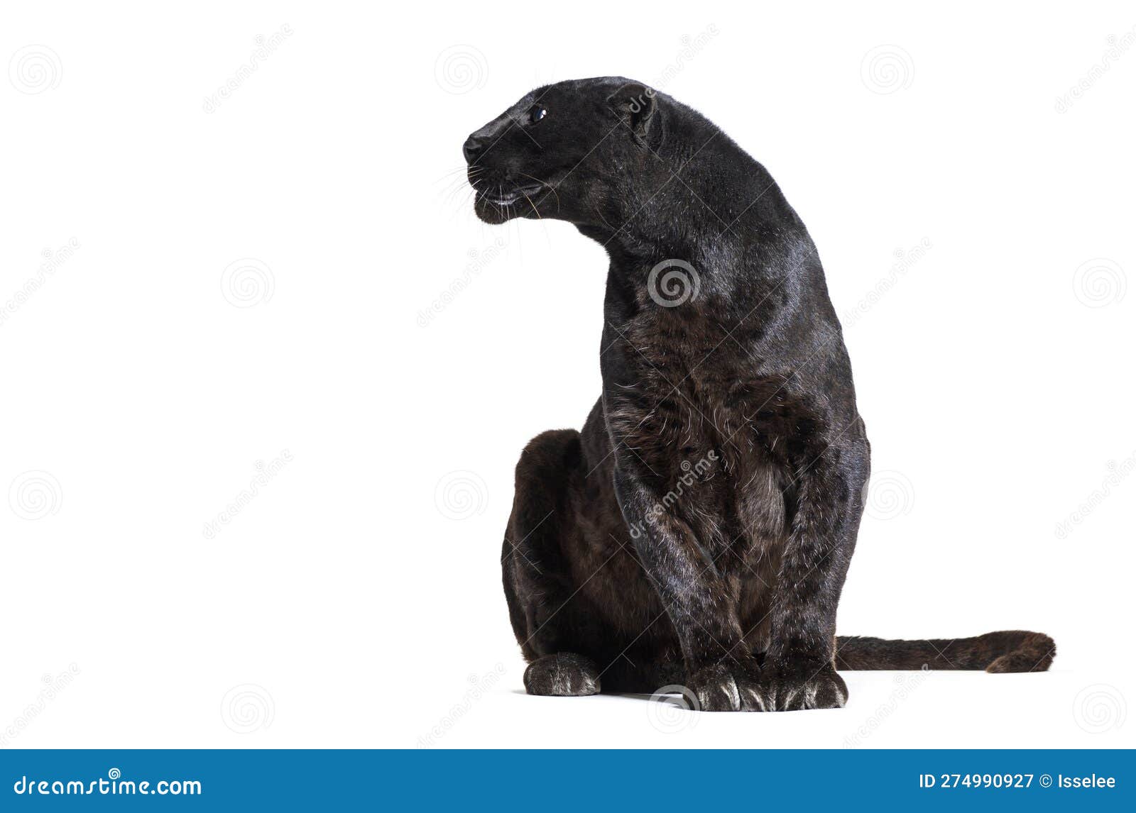 Black Leopard, Sitting, Looking Away, Isolated on White Stock Image ...