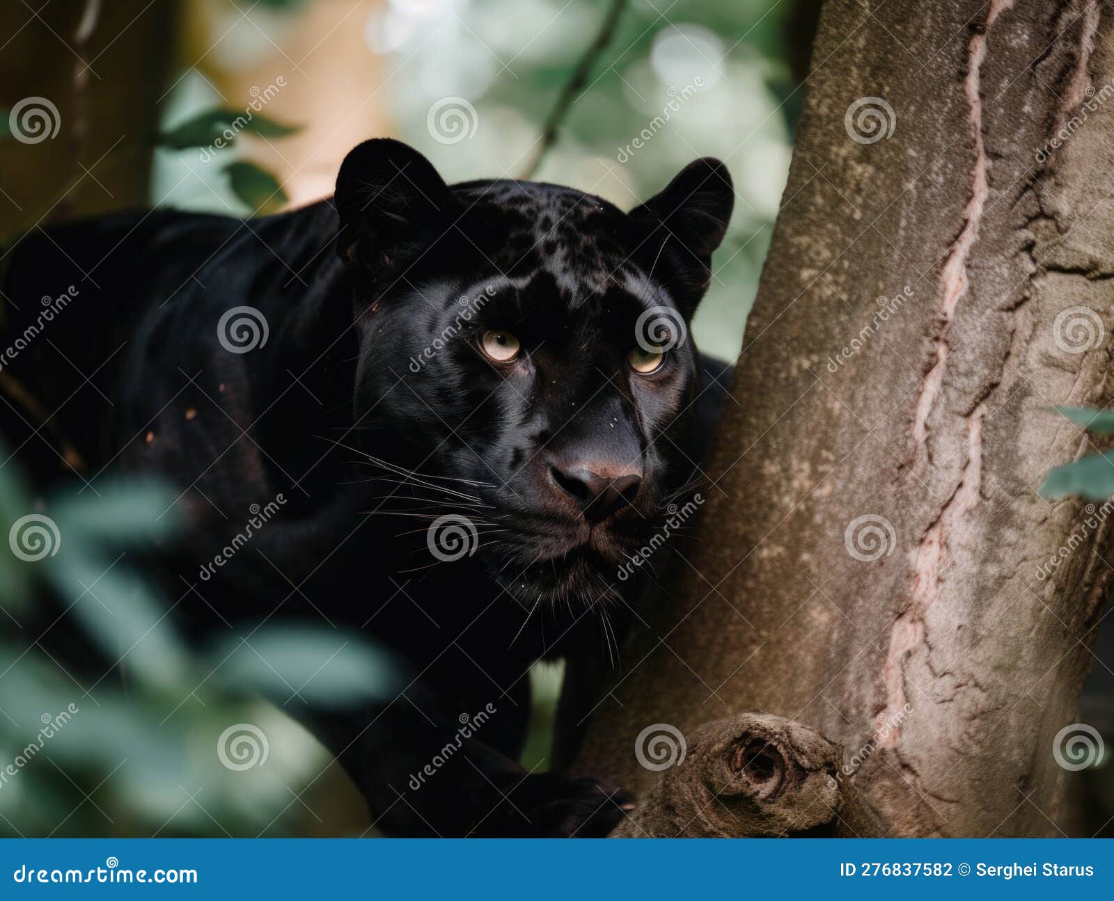A Black Leopard is Sitting in a Tree. AI Generative Image. Stock Photo ...