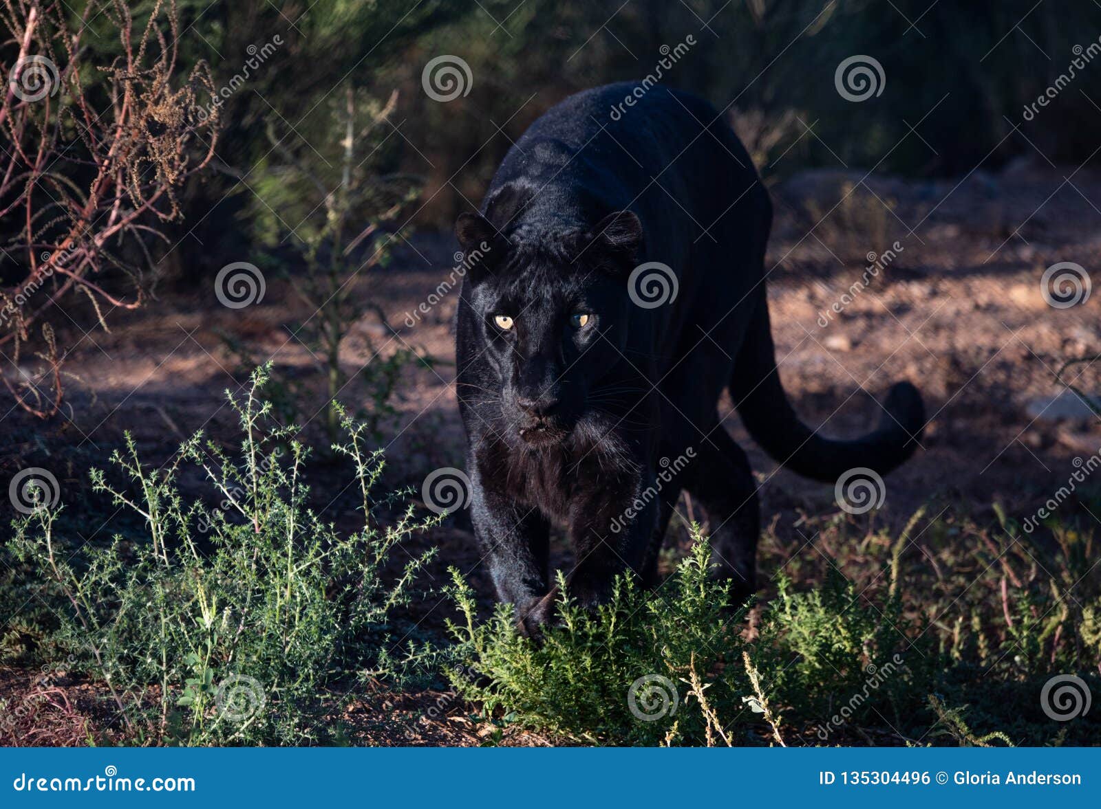 Black Leopard Stalking through the Grass Stock Photo - Image of ...