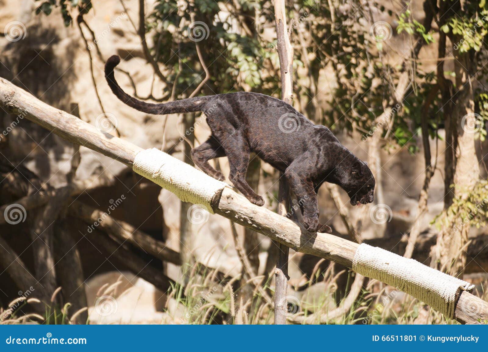 Black Leopard stock image. Image of outdoor, hunt, fast - 66511801