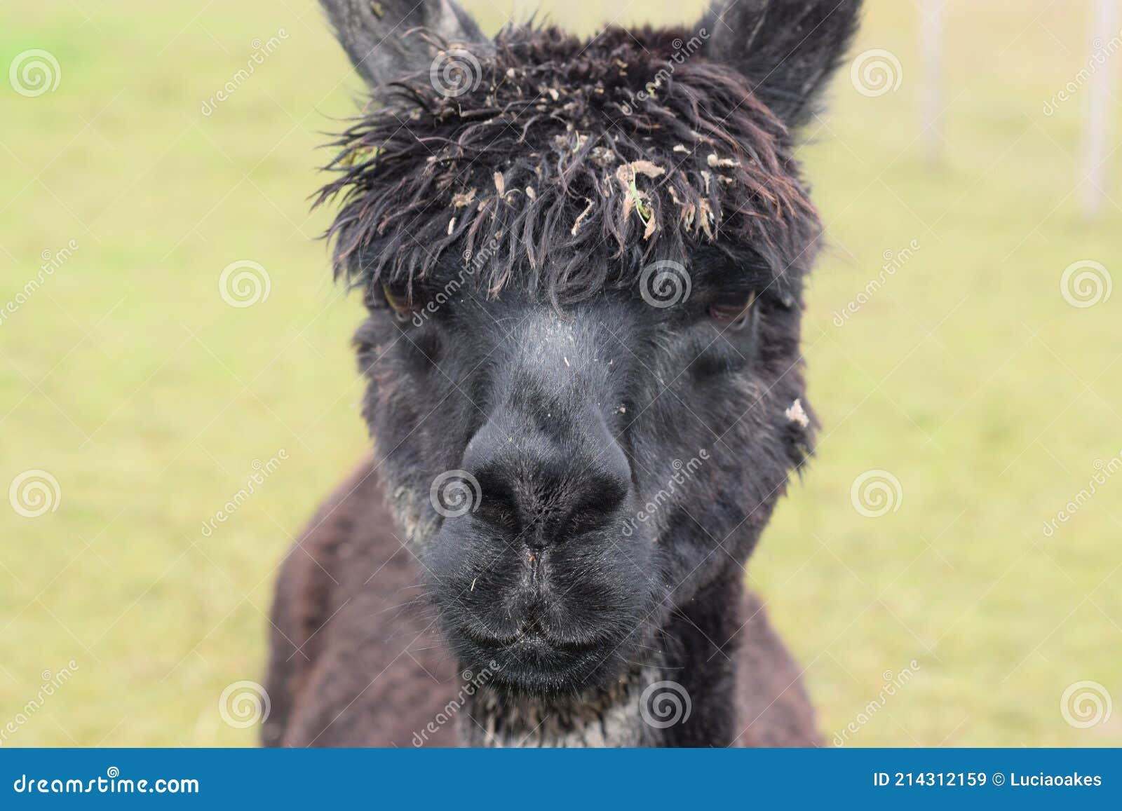 Black Lhama with Mud on His Head Stock Image - Image of head, frindge ...