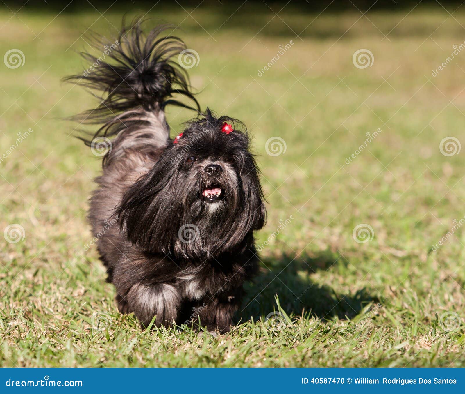 Black Lhasa Apso stock photo. Image of mammal, pets, grass - 40587470